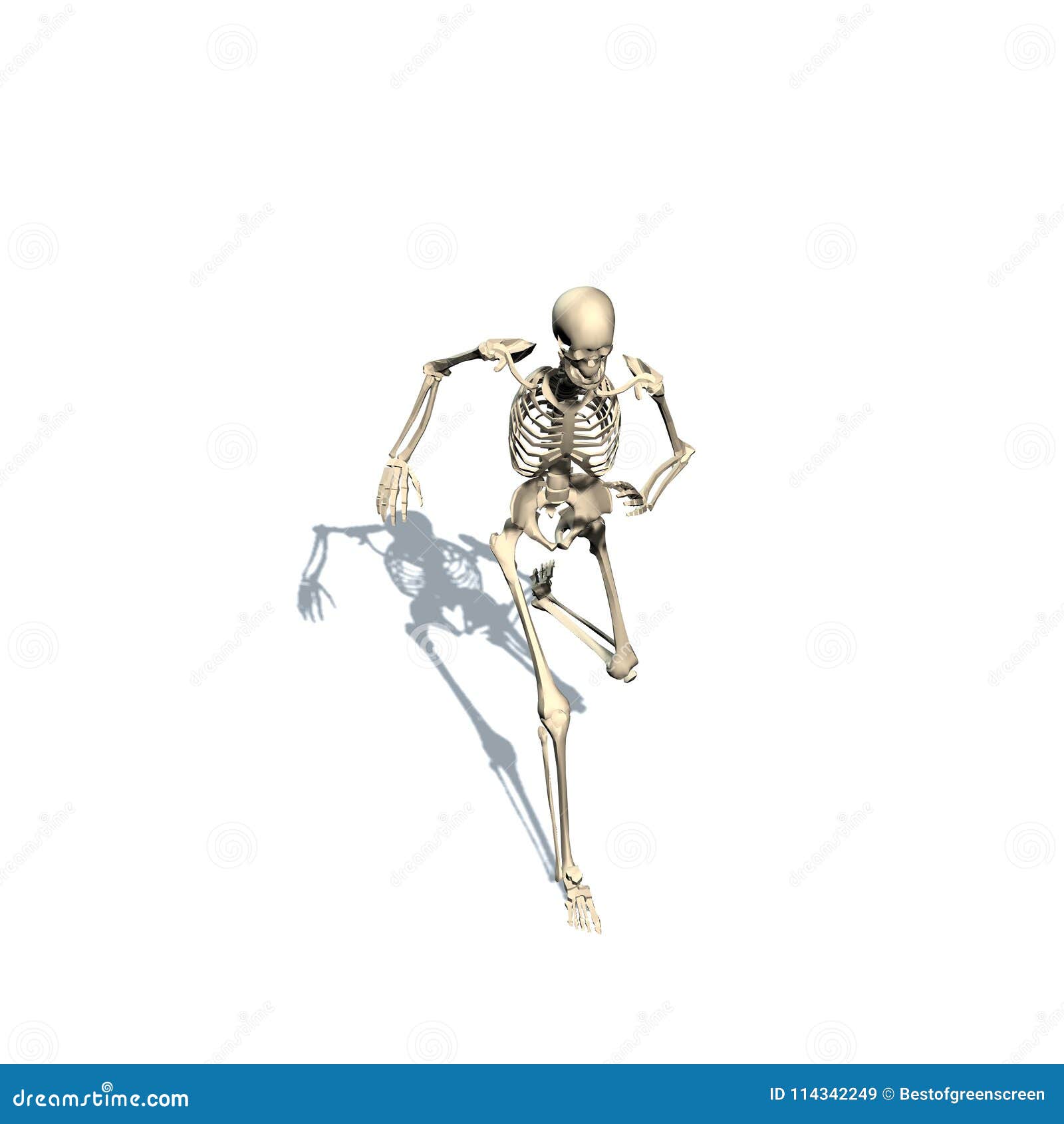 Skeleton Crawls - Isolated On White Background Royalty-Free Stock Image ...