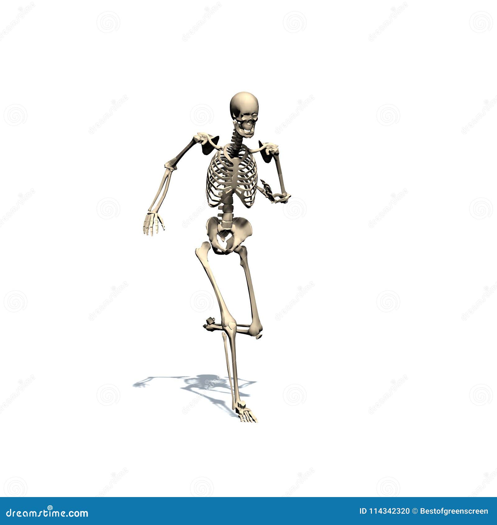 Skeleton Crawls - Isolated On White Background Royalty-Free Stock ...