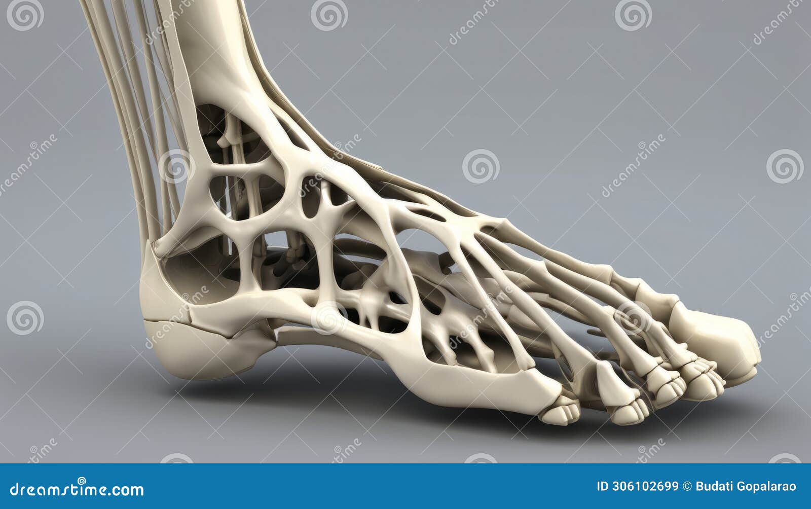 A Skeleton S Foot with Bones and Muscles Stock Illustration ...