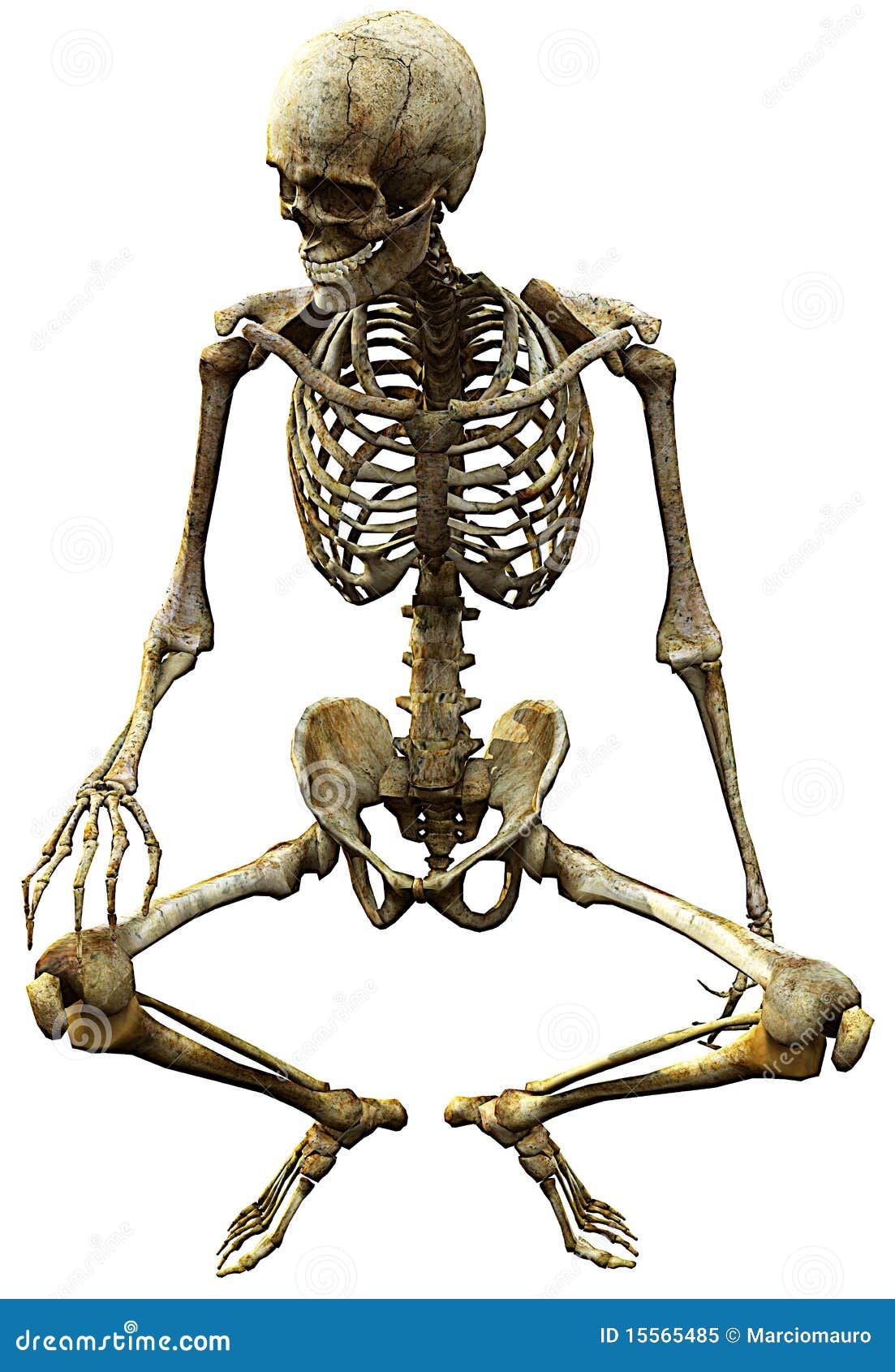 Skeleton seated stock illustration. Illustration of science - 15565485