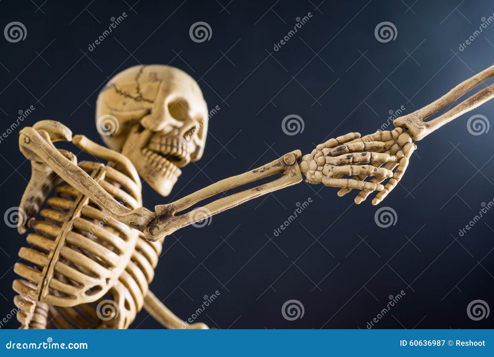 Skeleton shaking hands stock image. Image of support - 60636987