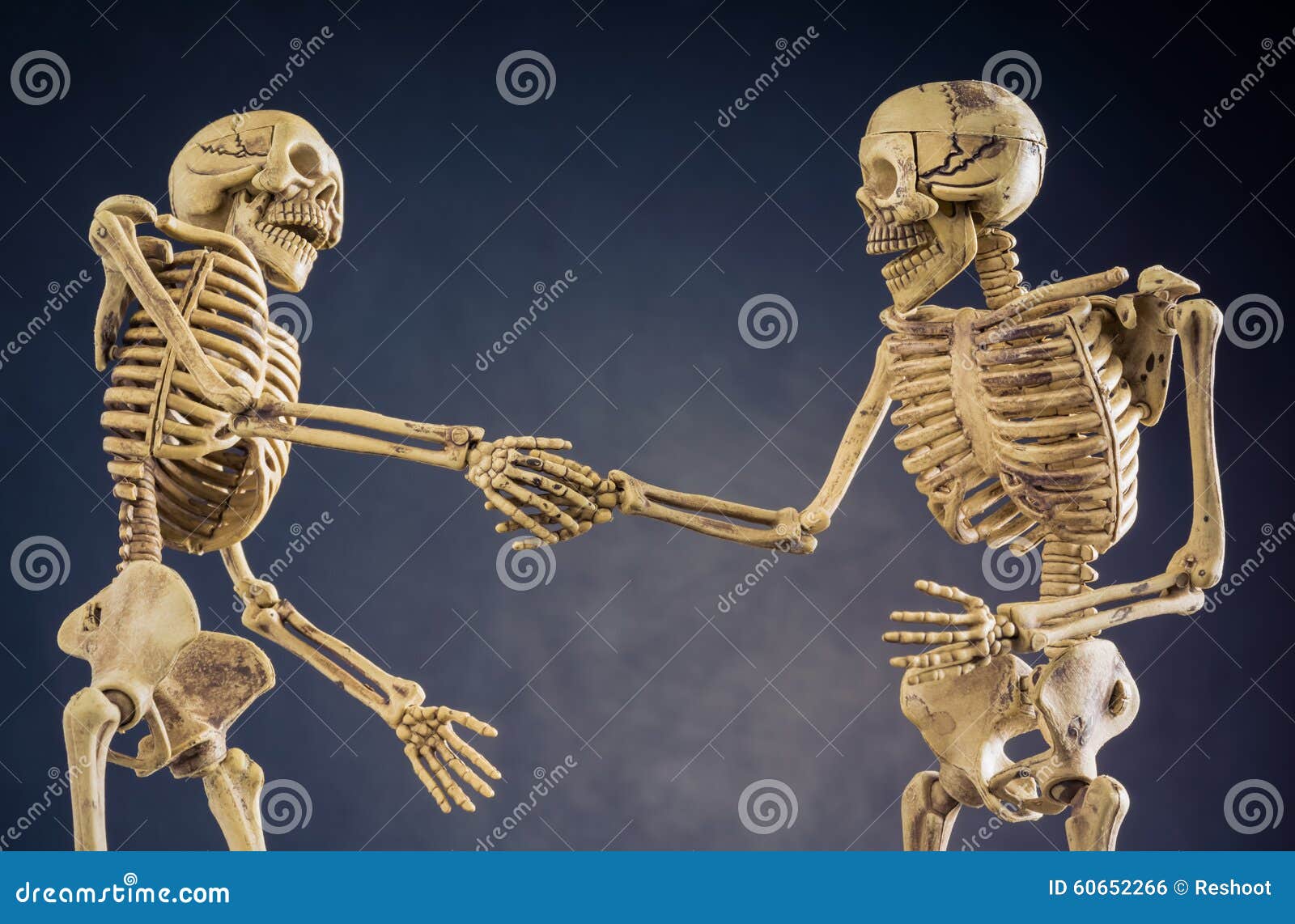 Skeleton shaking hands stock photo. Image of shake, support - 60652266