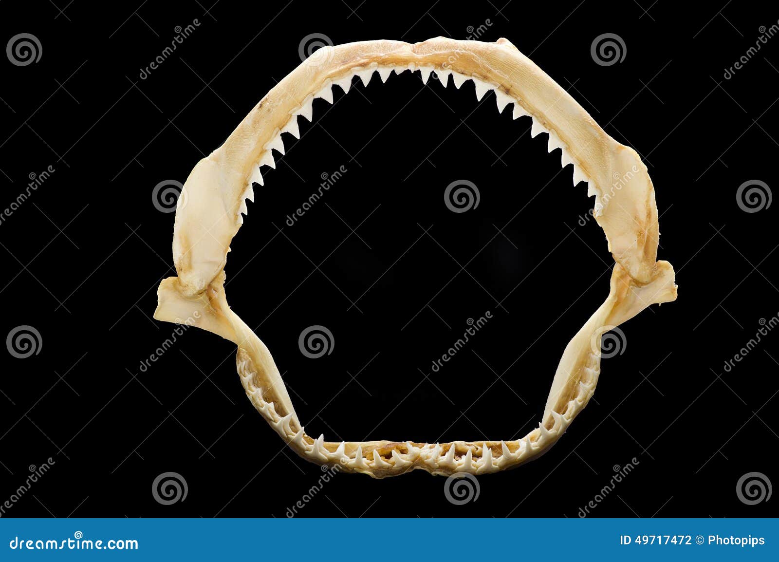 Skeleton of a Shark S Mouth Stock Photo - Image of large, close: 49717472
