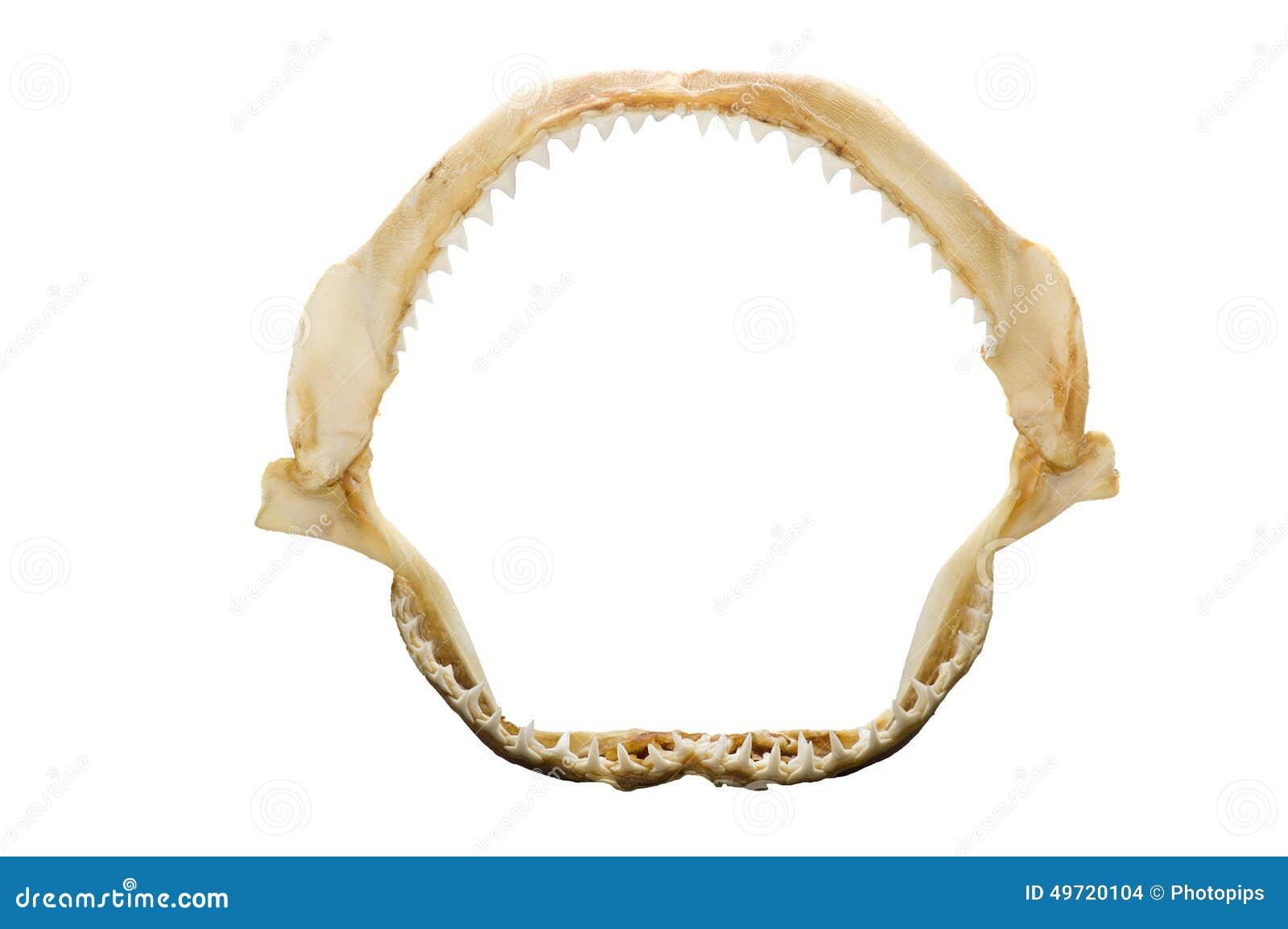 Skeleton of a Shark S Mouth Stock Photo - Image of close, fear: 49720104