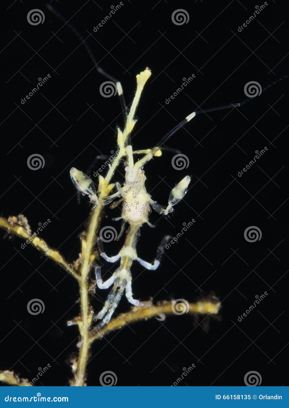 Skeleton shrimp stock image. Image of tourism, scuba - 66158135