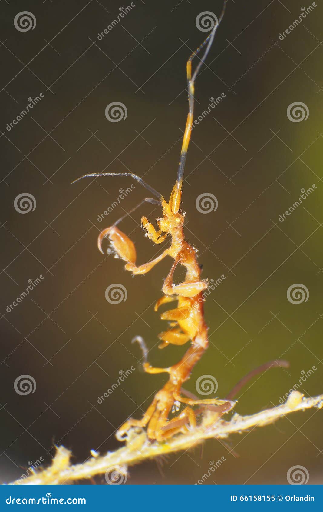 Skeleton Shrimp Royalty-Free Stock Photography | CartoonDealer.com ...