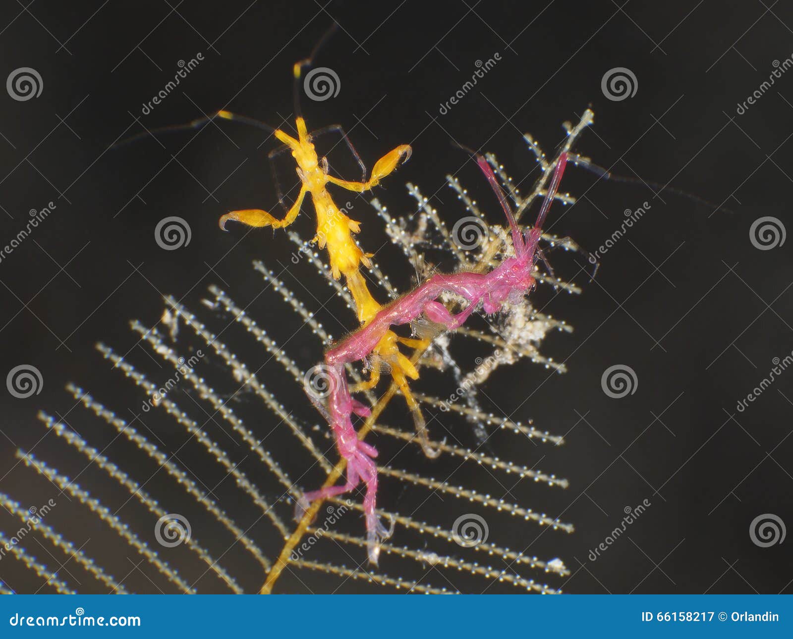 Skeleton Shrimp Royalty-Free Stock Photo | CartoonDealer.com #19077789