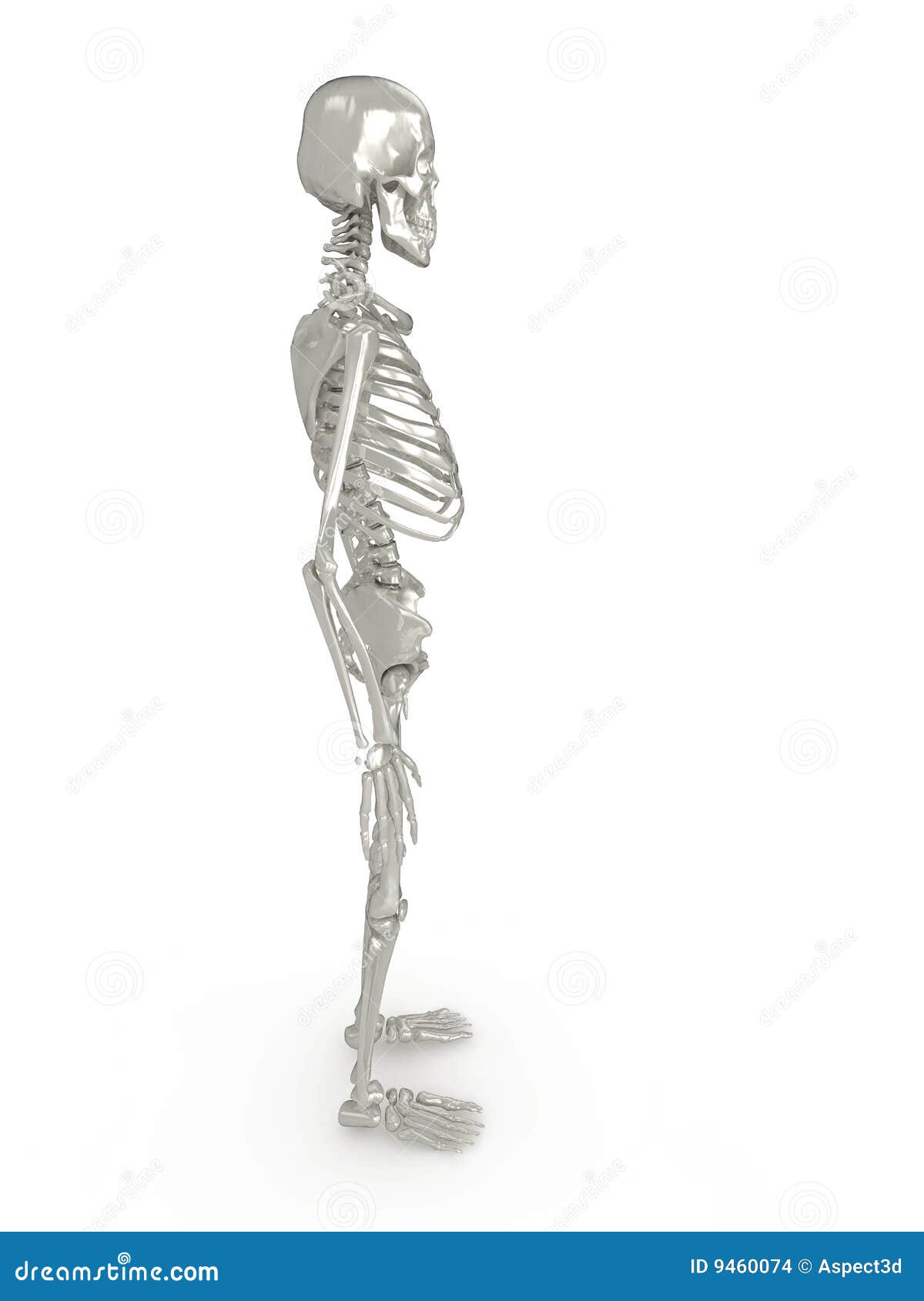 Skeleton side view stock illustration. Illustration of life - 9460074