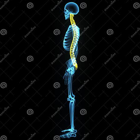 Skeleton Side View (Back Bone) Stock Illustration - Illustration of ...