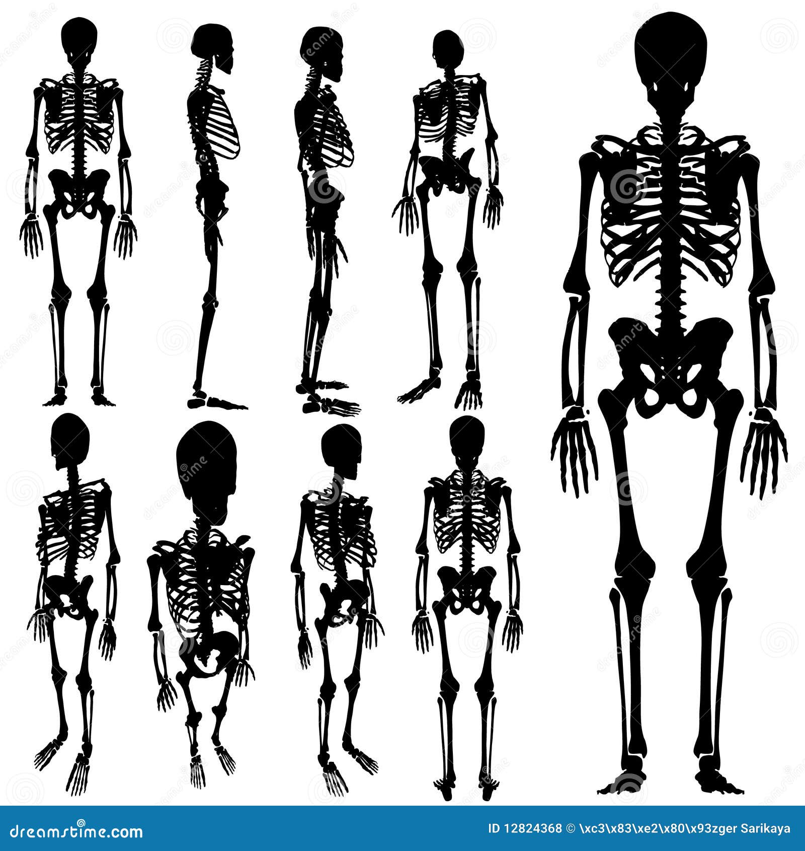 Skeleton silhouette set stock vector. Illustration of bones - 12824368