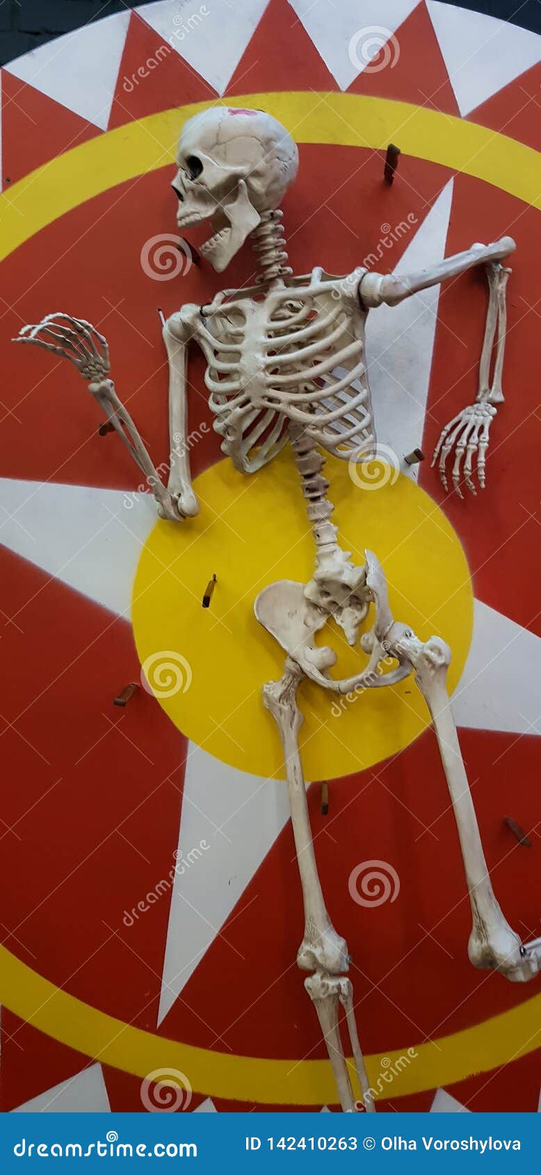 Skeleton stock image. Image of knives, circus, skeleton - 142410263