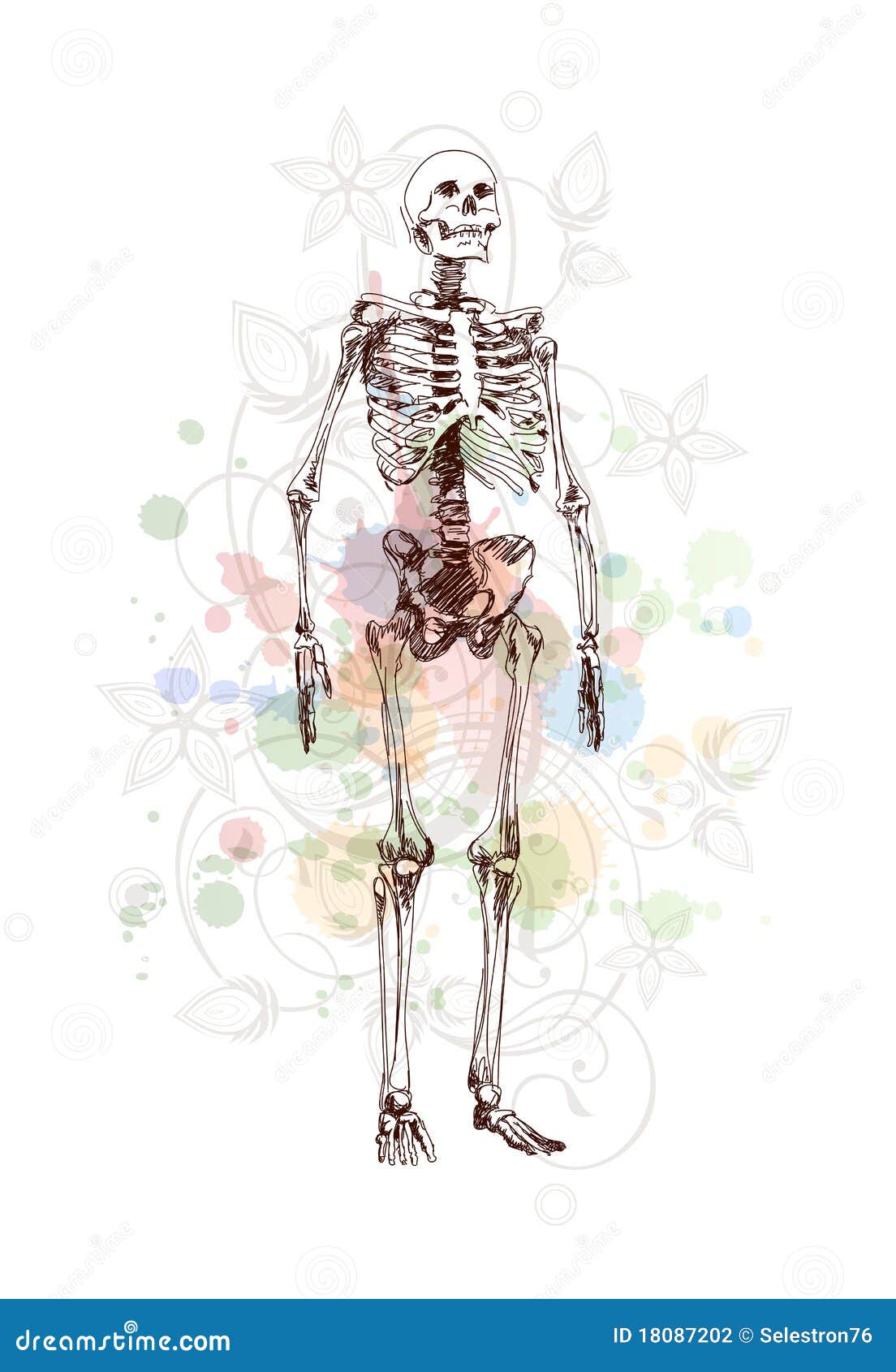 Skeleton Sketch & Floral Calligraphy Ornament Stock Vector ...