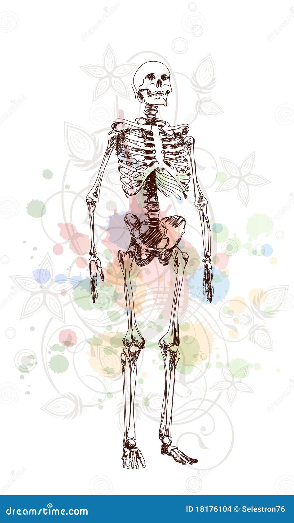 Skeleton Sketch & Floral Calligraphy Ornament Stock Vector ...