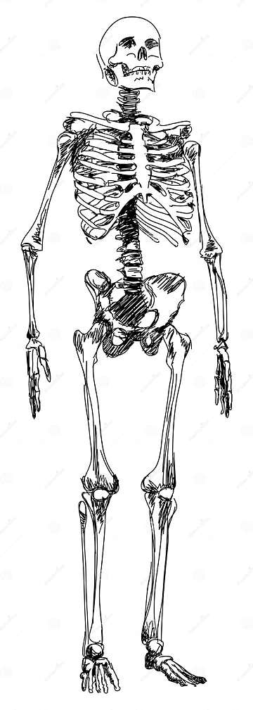 Skeleton Sketch - Illustration Stock Vector - Illustration of shape ...