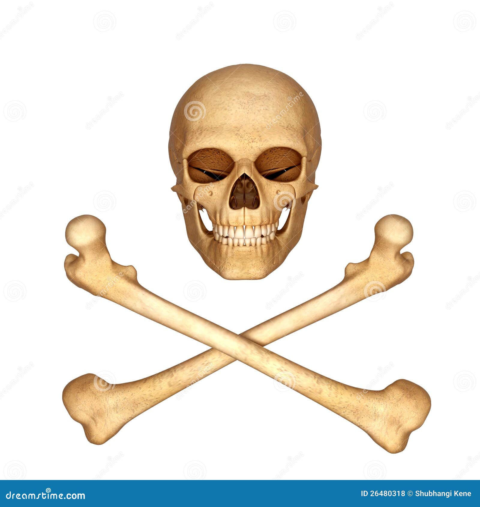 Skeleton Skull Bone Joints Maxilla Anatomy Stock Photography ...