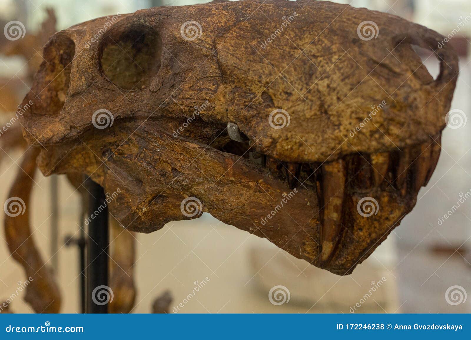 Fossilized Dinosaur Head Skull in Paleontological Museum Editorial ...