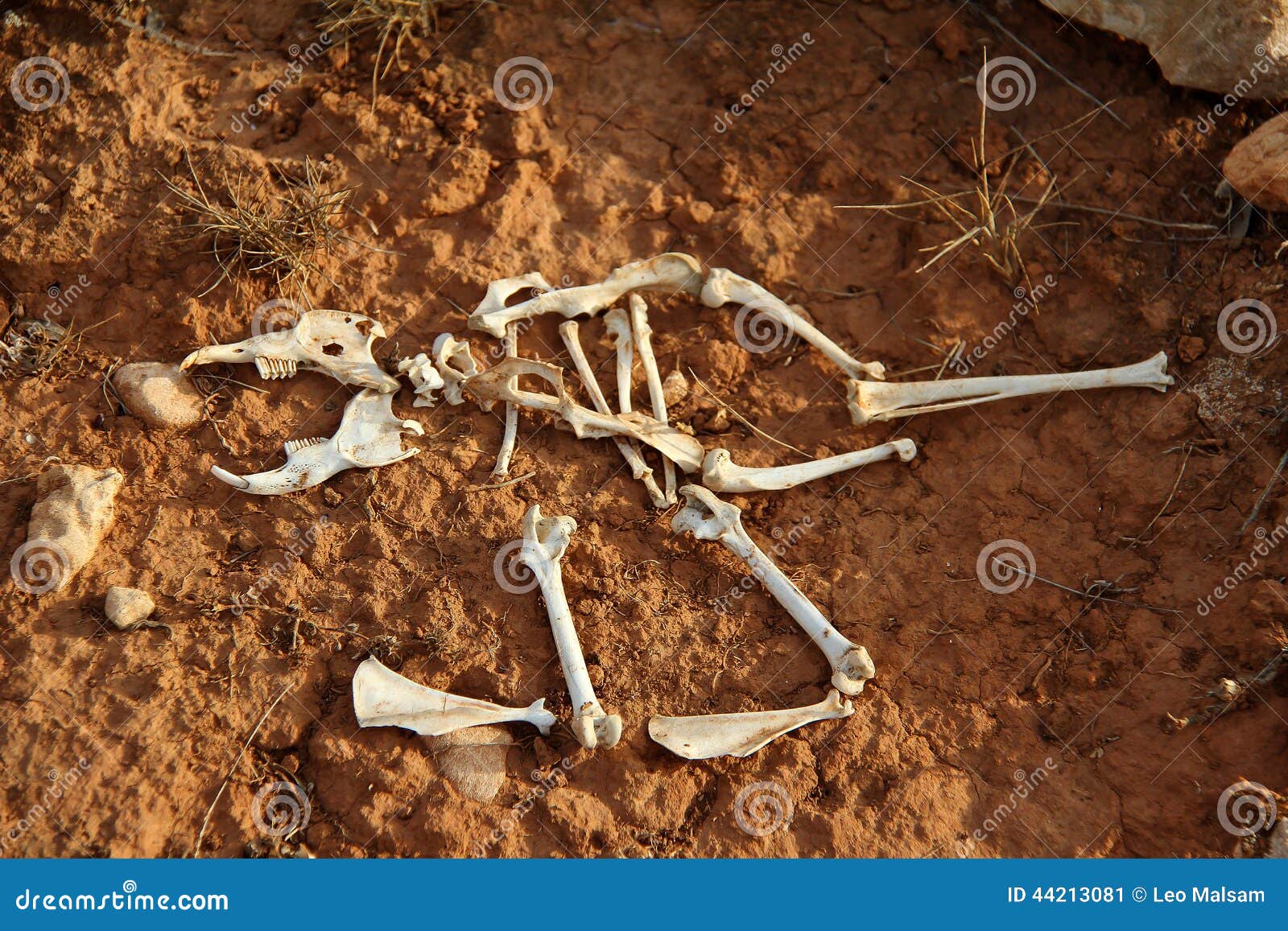 Skeleton stock image. Image of veterinary, pathology - 44213081