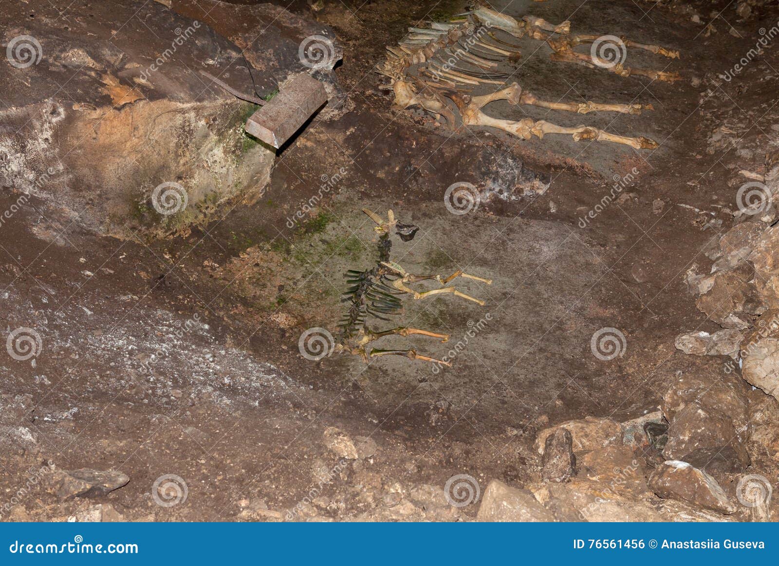 Skeleton of Small and Large Animal Lying on the Ground in Cave. Stock ...