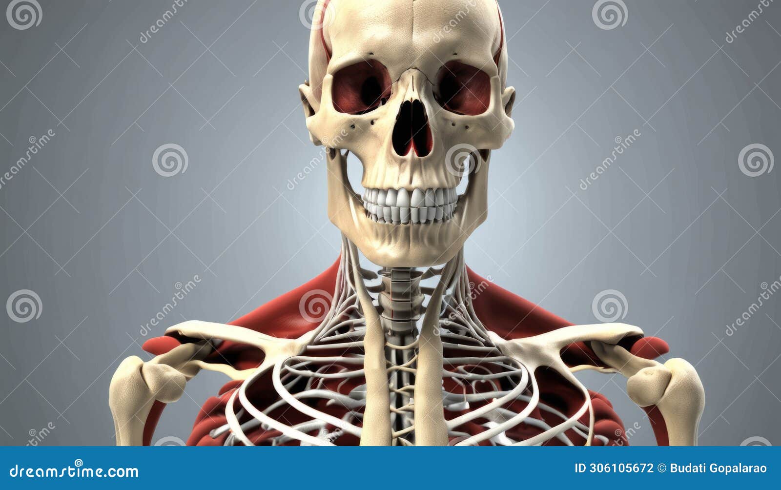 A Skeleton with a Smile on Its Face Stock Illustration - Illustration ...
