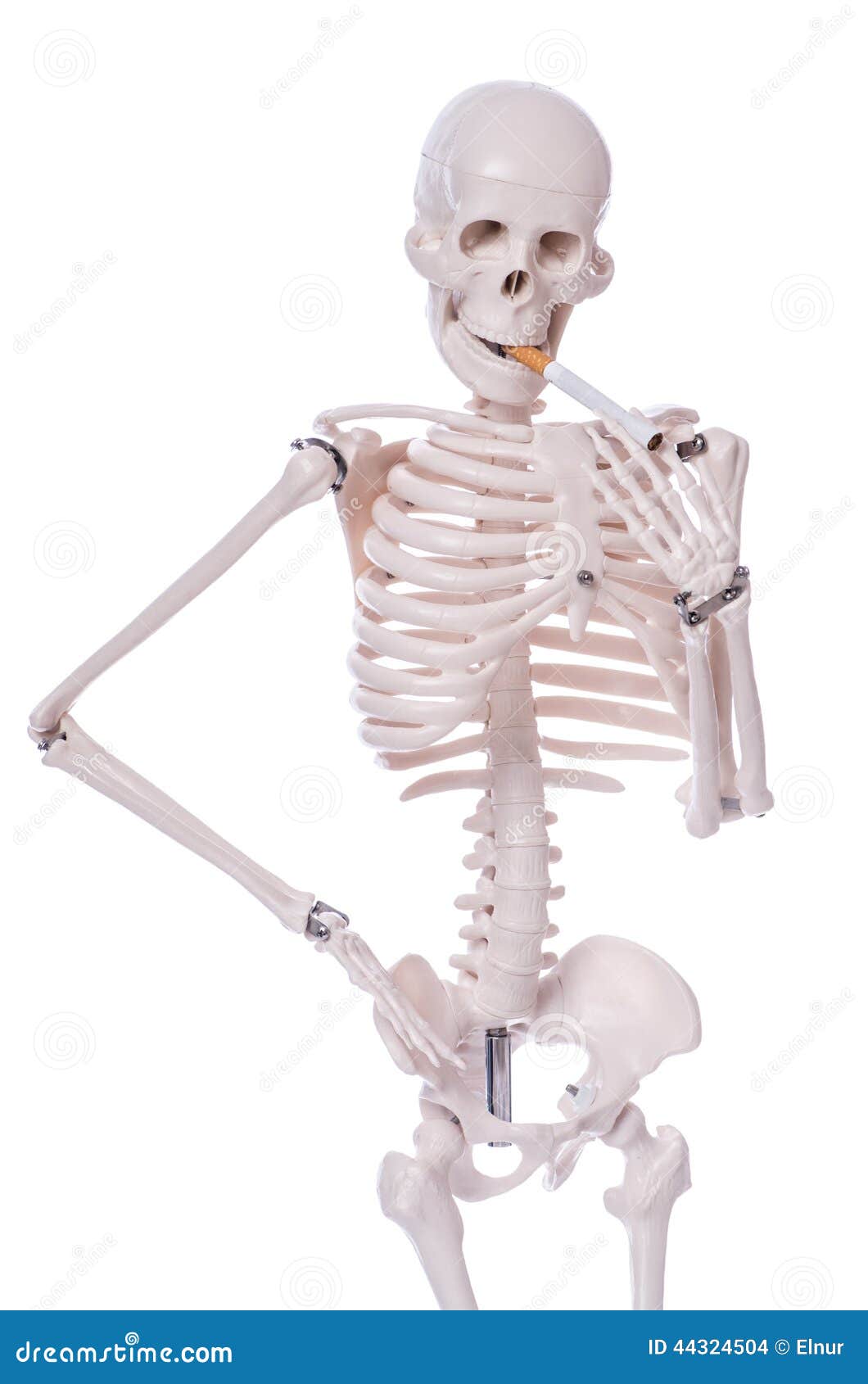 Skeleton Smoking Cigarette Isolated Stock Photo - Image of medical ...