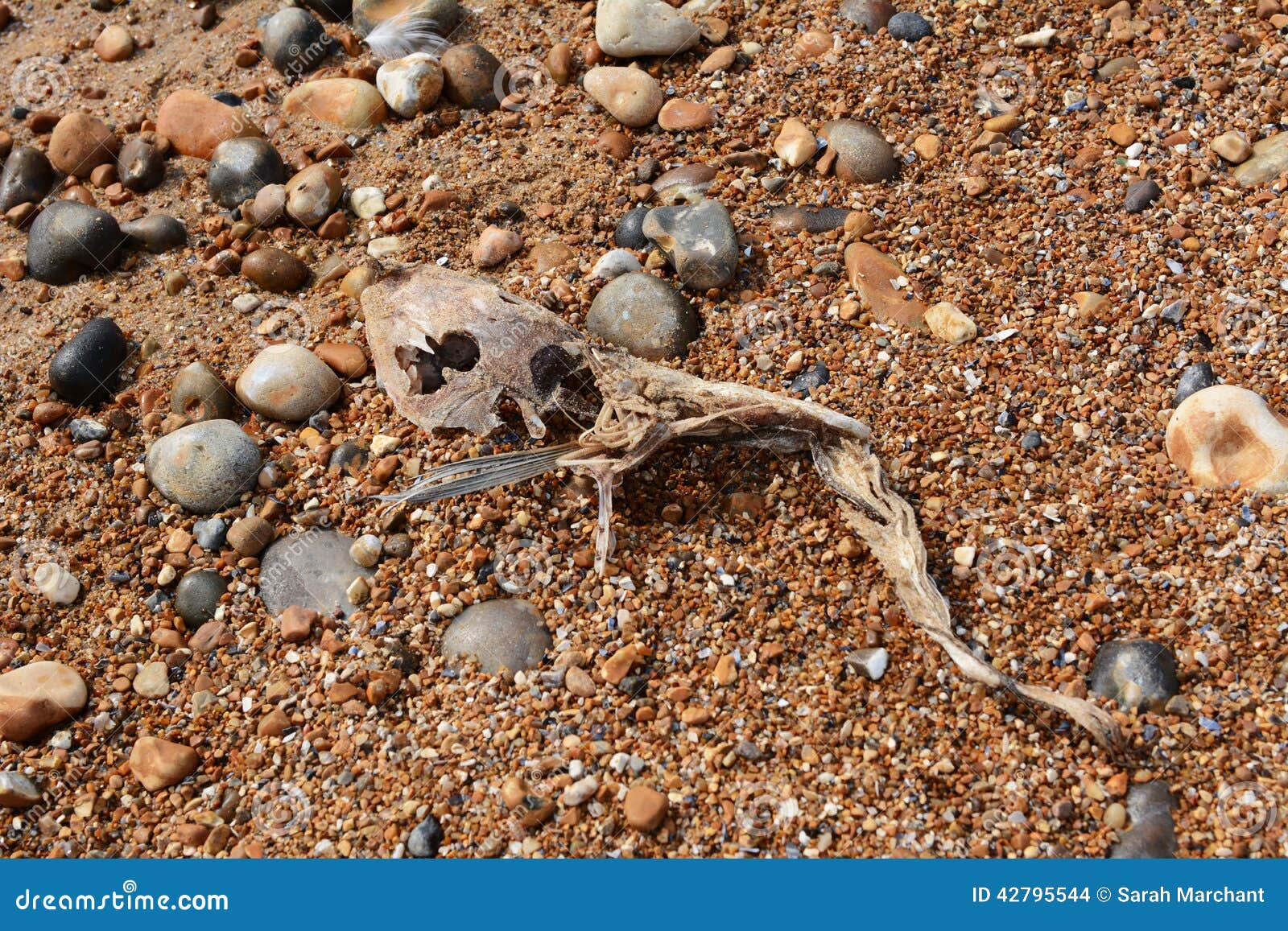 Skeleton of a Smooth Dogfish on a Shingle Beach Stock Photo - Image of ...