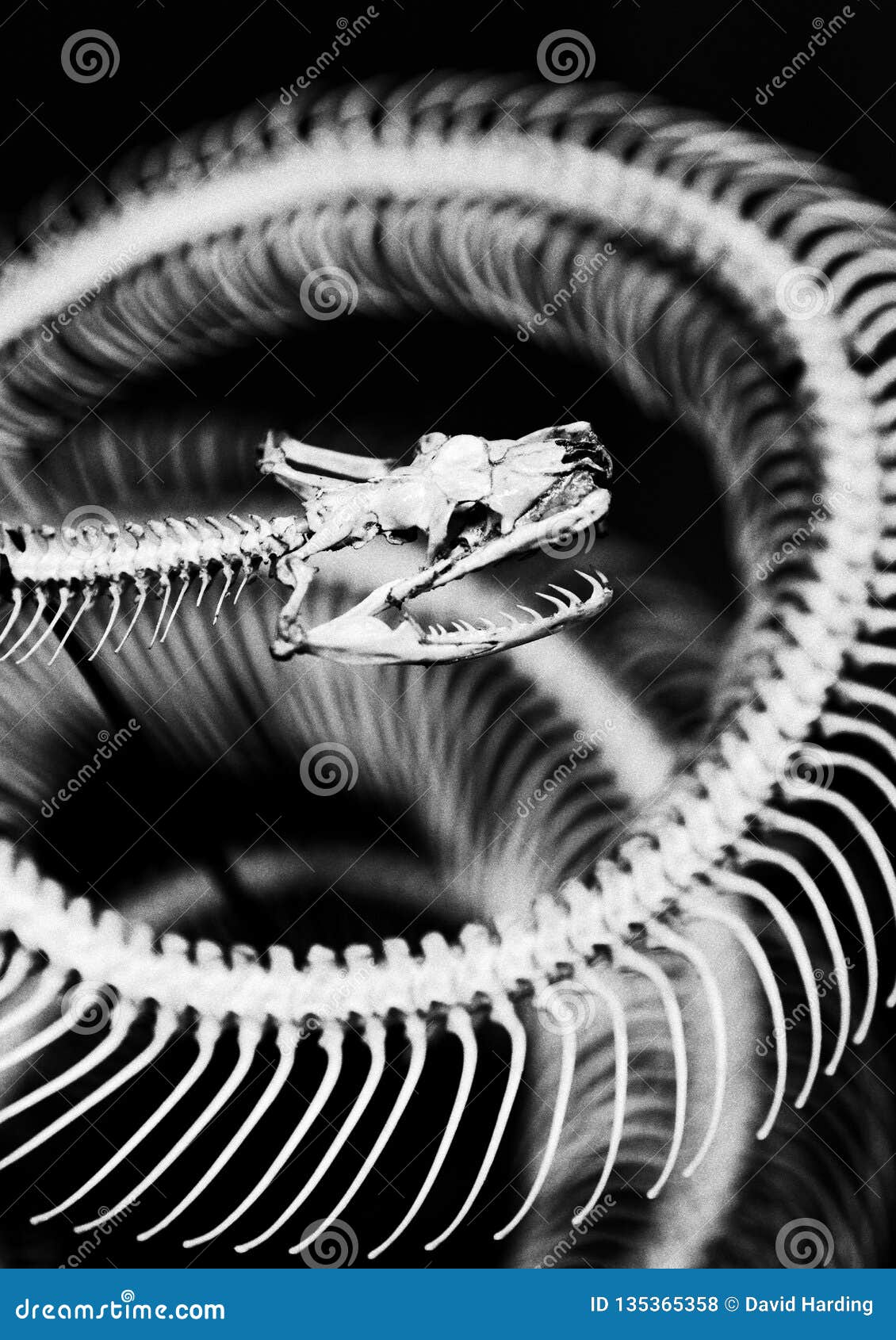 Skeleton of snake stock photo. Image of bones, skeleton - 135365358