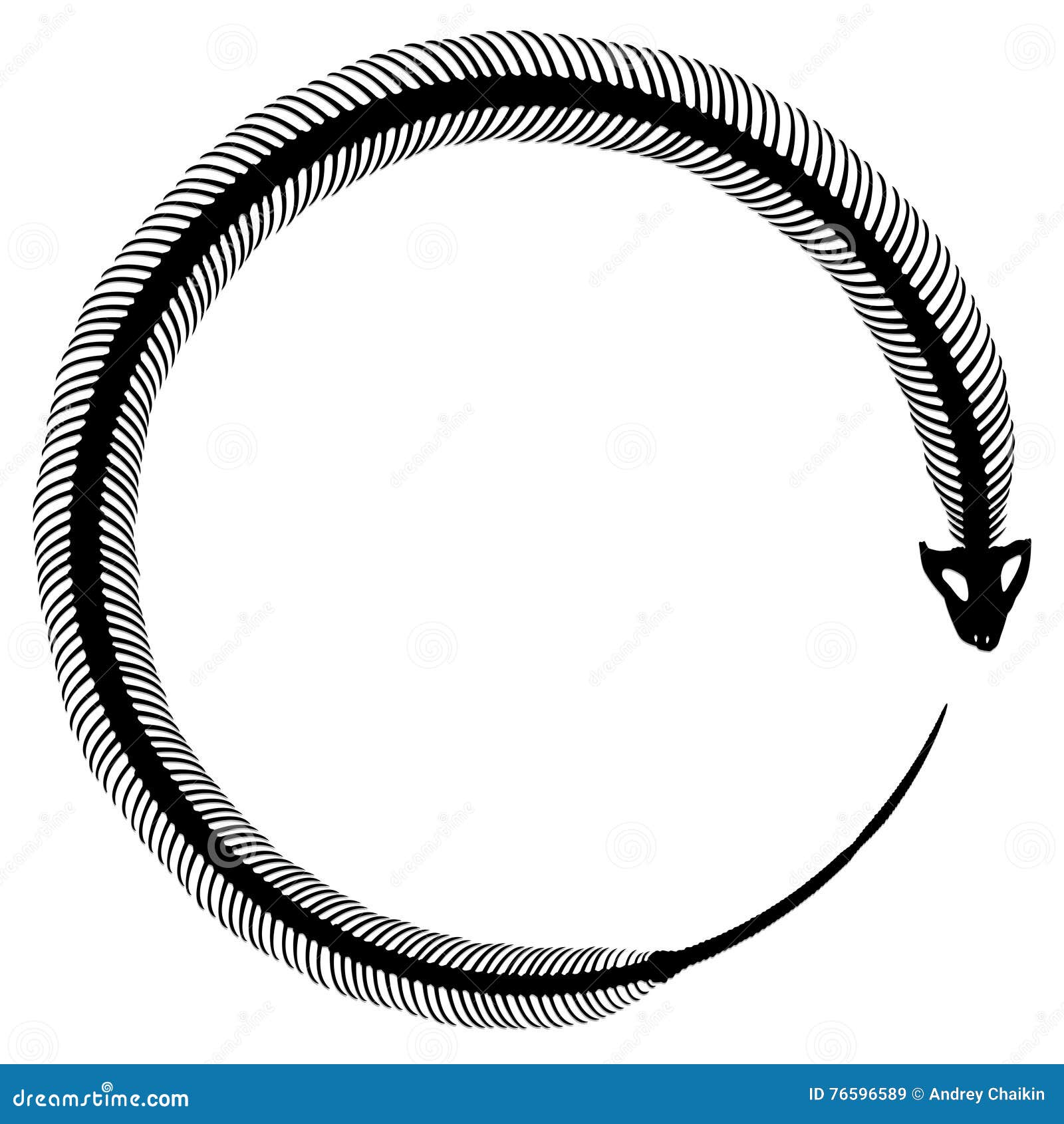 Skeleton of snake. stock vector. Illustration of vector - 76596589