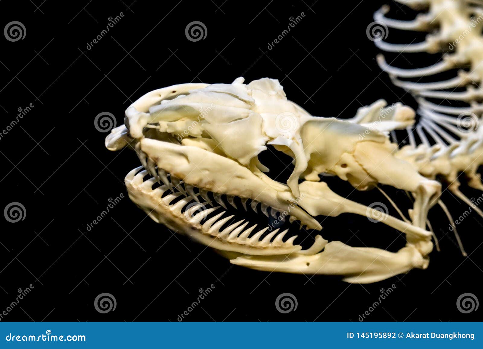 Skeleton Of Venomous Eastern Coral Snake Still Showing The Colors ...