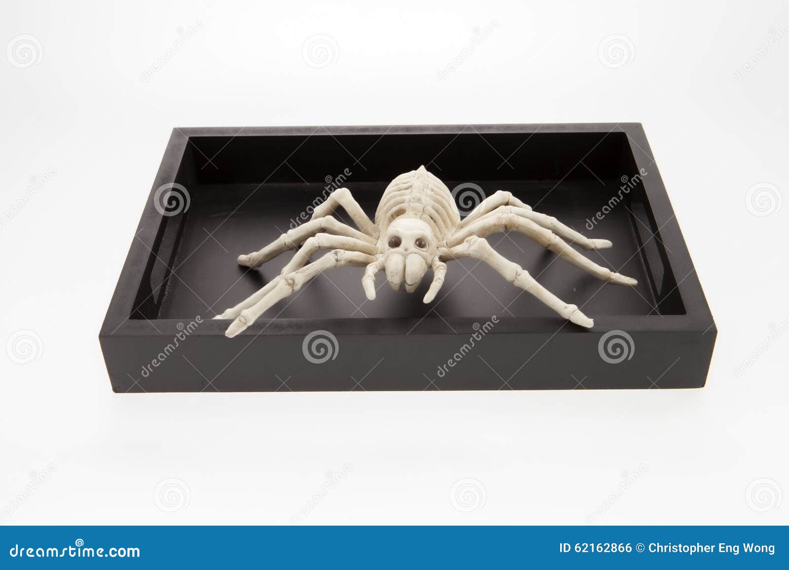 Skeleton, Spider Web, Pumpkin On Black Background With Copy Space ...