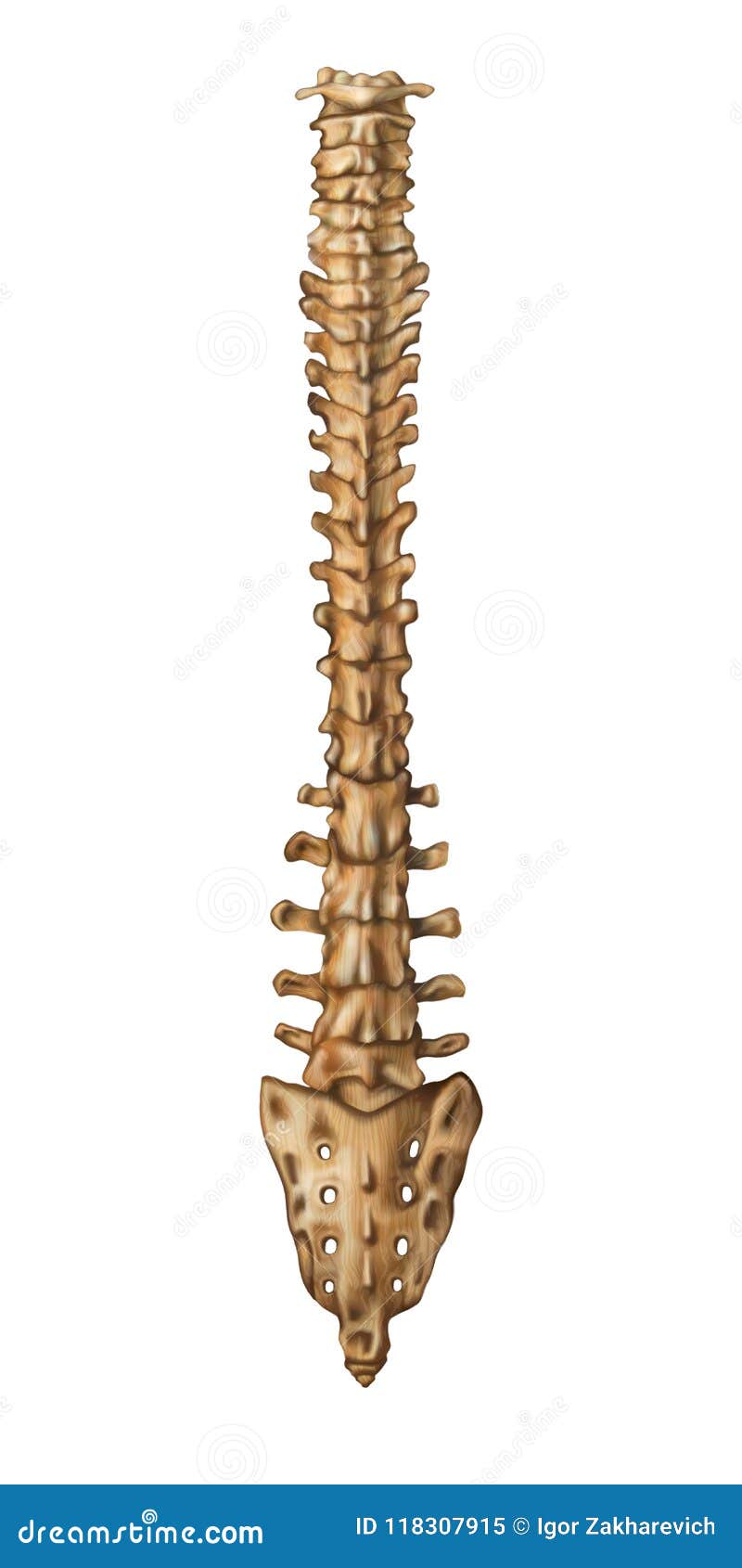 Skeleton Spine Back stock illustration. Illustration of graphic - 118307915