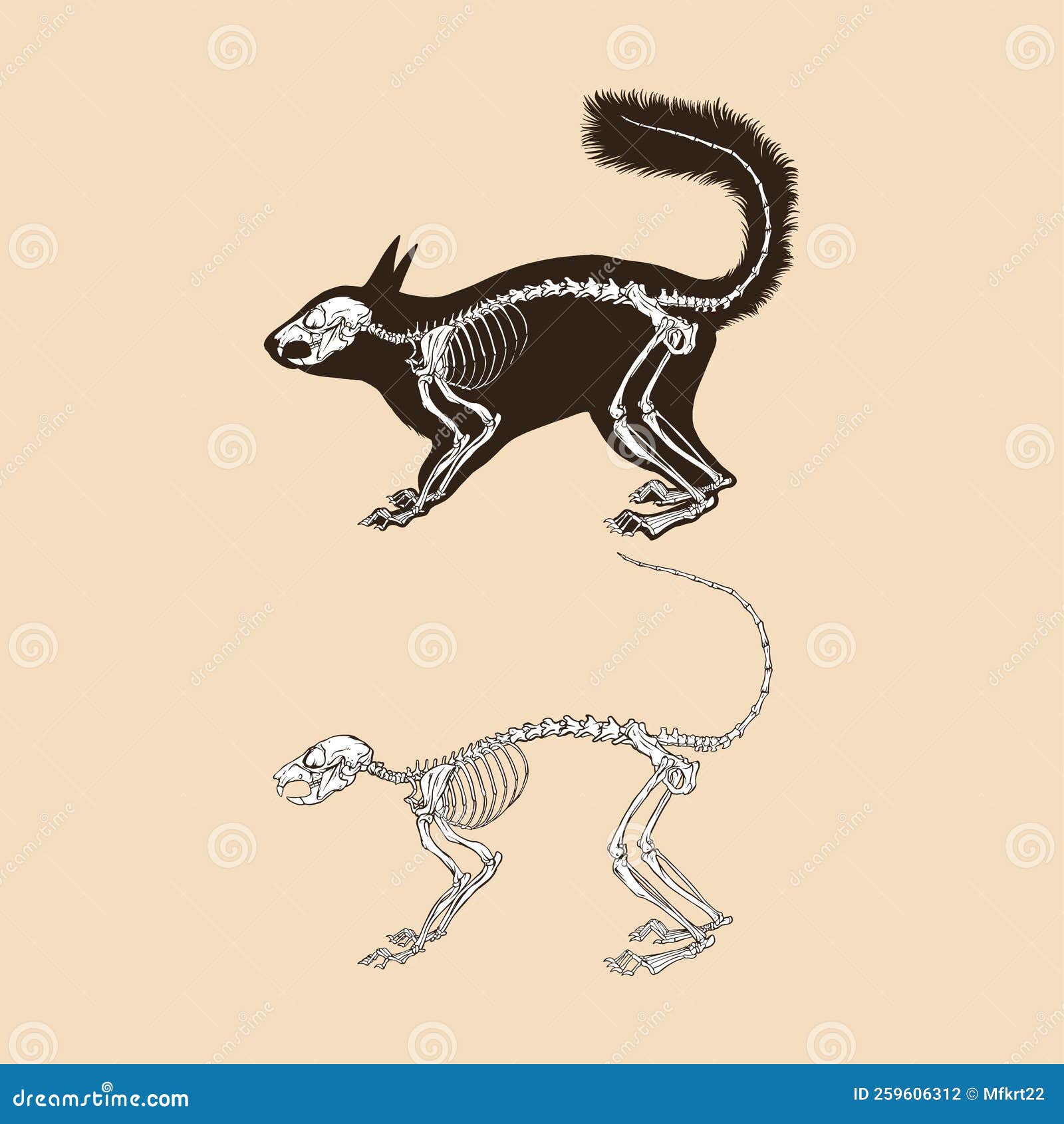 Skeleton Squirrel Vector Illustration Stock Illustration - Illustration ...