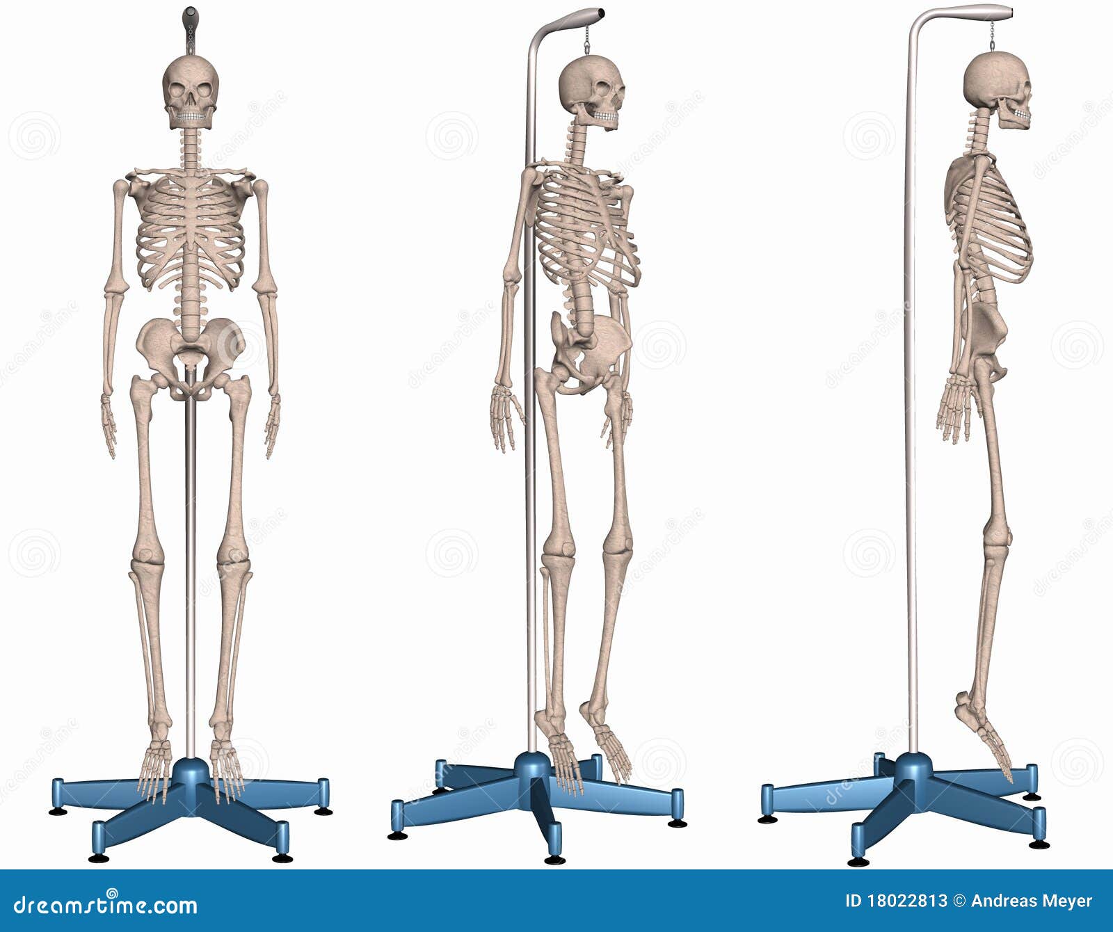 Skeleton On Stand Royalty-Free Stock Photo | CartoonDealer.com #18022827