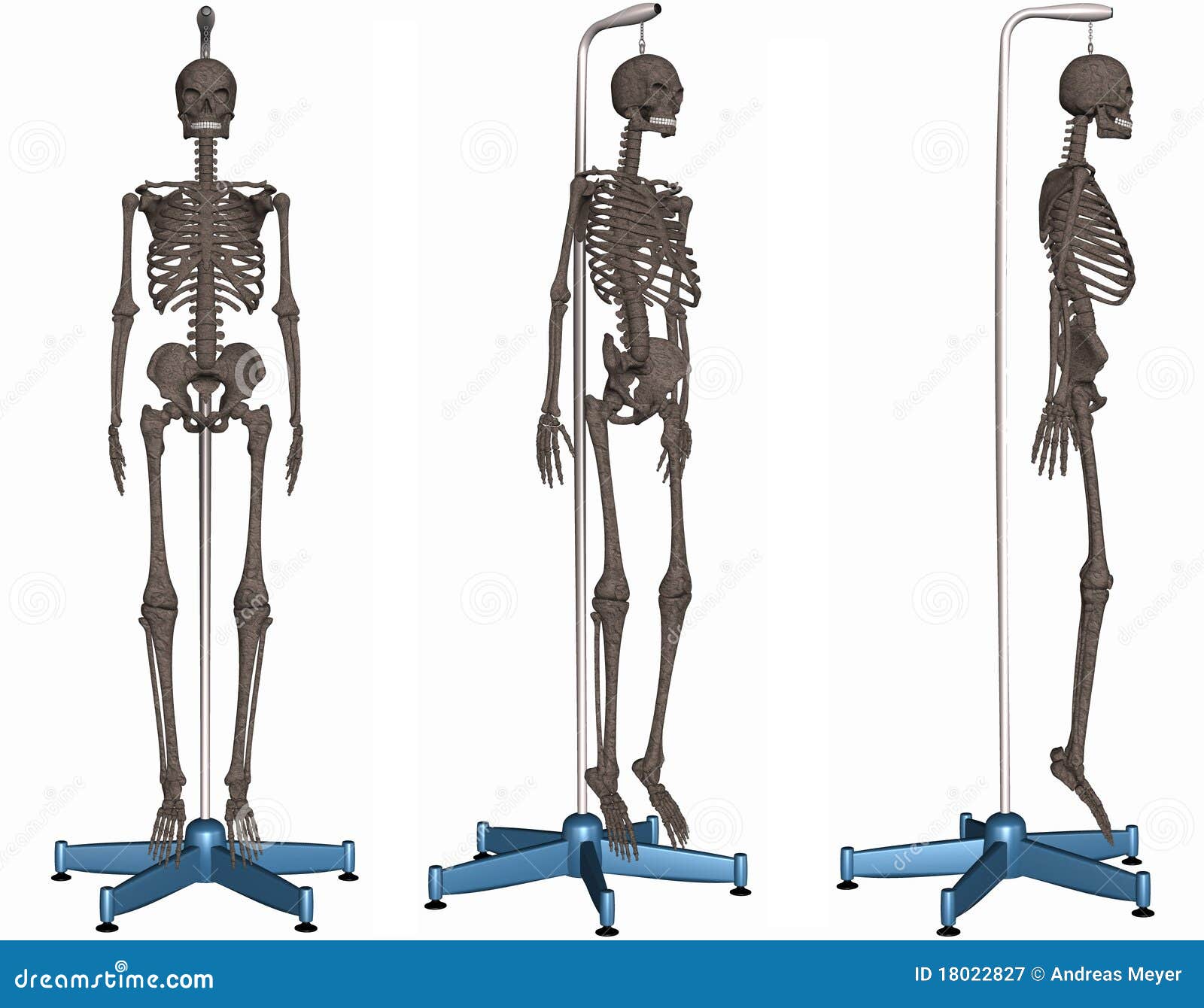 Skeleton On Stand Royalty-Free Stock Photo | CartoonDealer.com #18022827