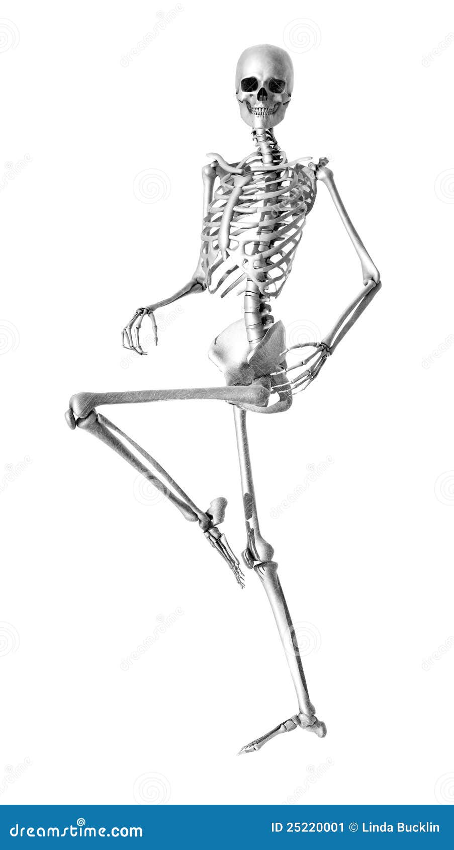 Skeleton Standing - Pencil Drawing Style Stock Illustration ...