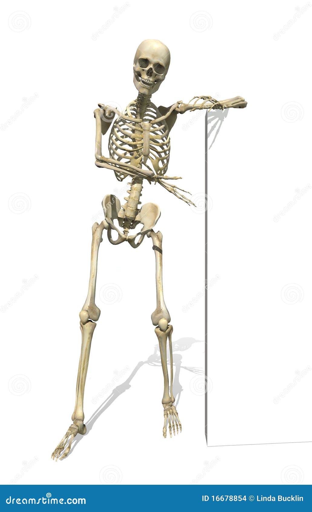 Skeleton Standing beside Sign or Border Stock Illustration ...