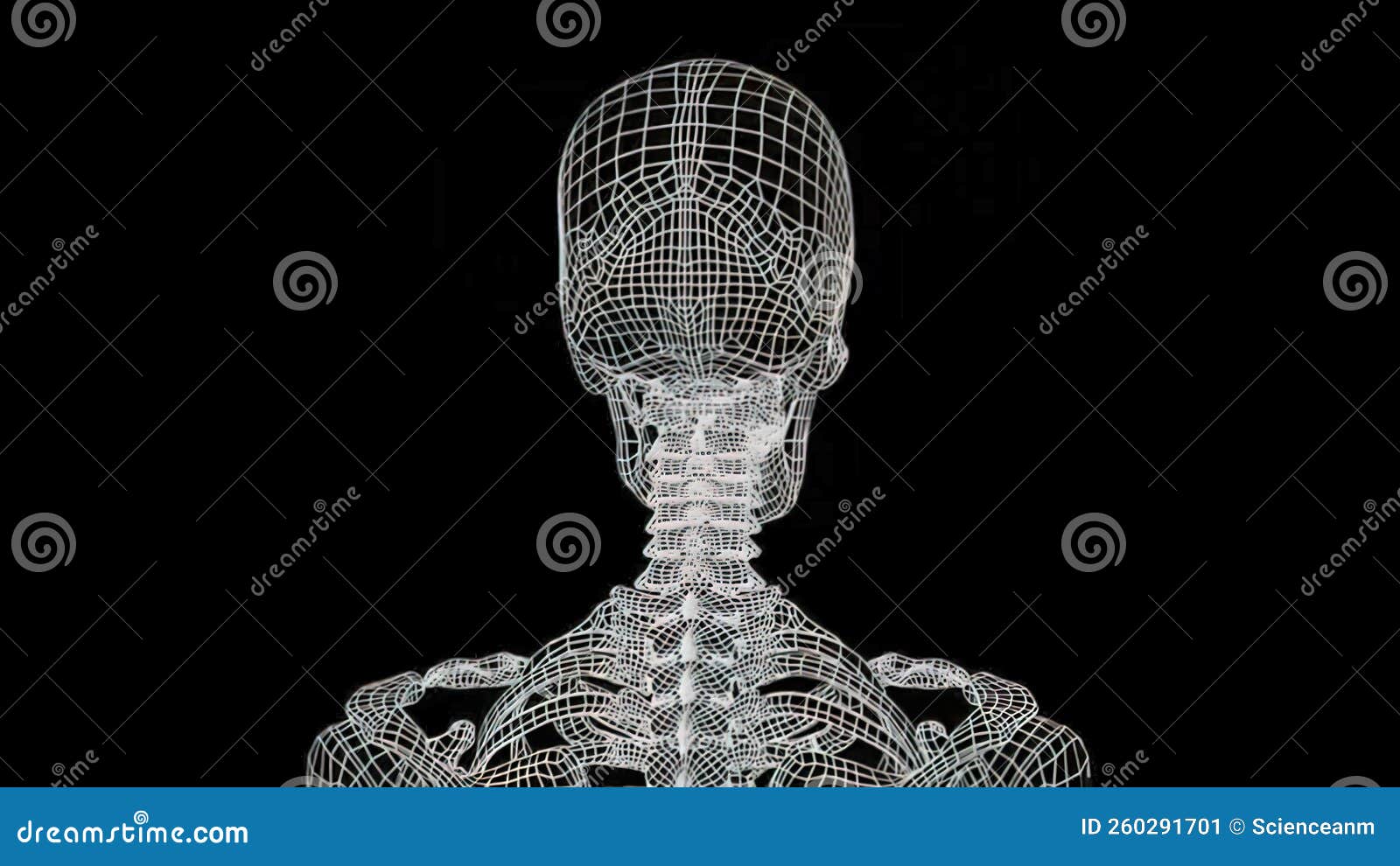 A Skeleton is a Structural Frame that Supports an Animal Body Stock ...