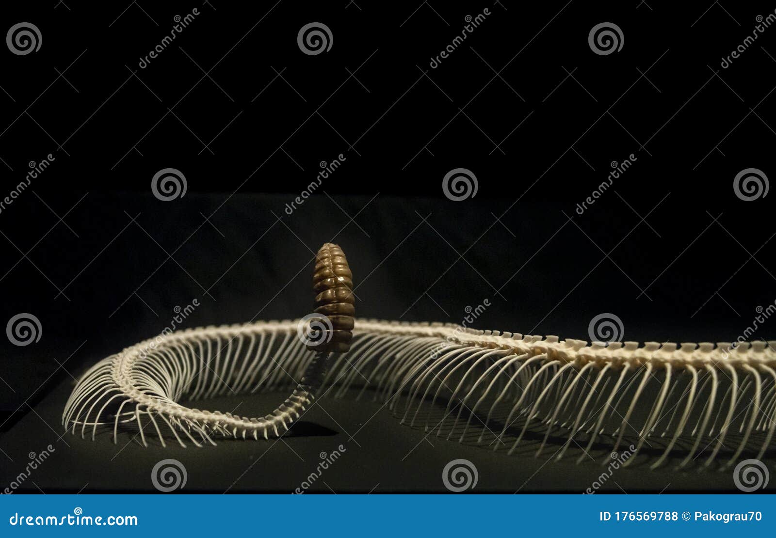 Skeleton Of Venomous Eastern Coral Snake Still Showing The Colors ...