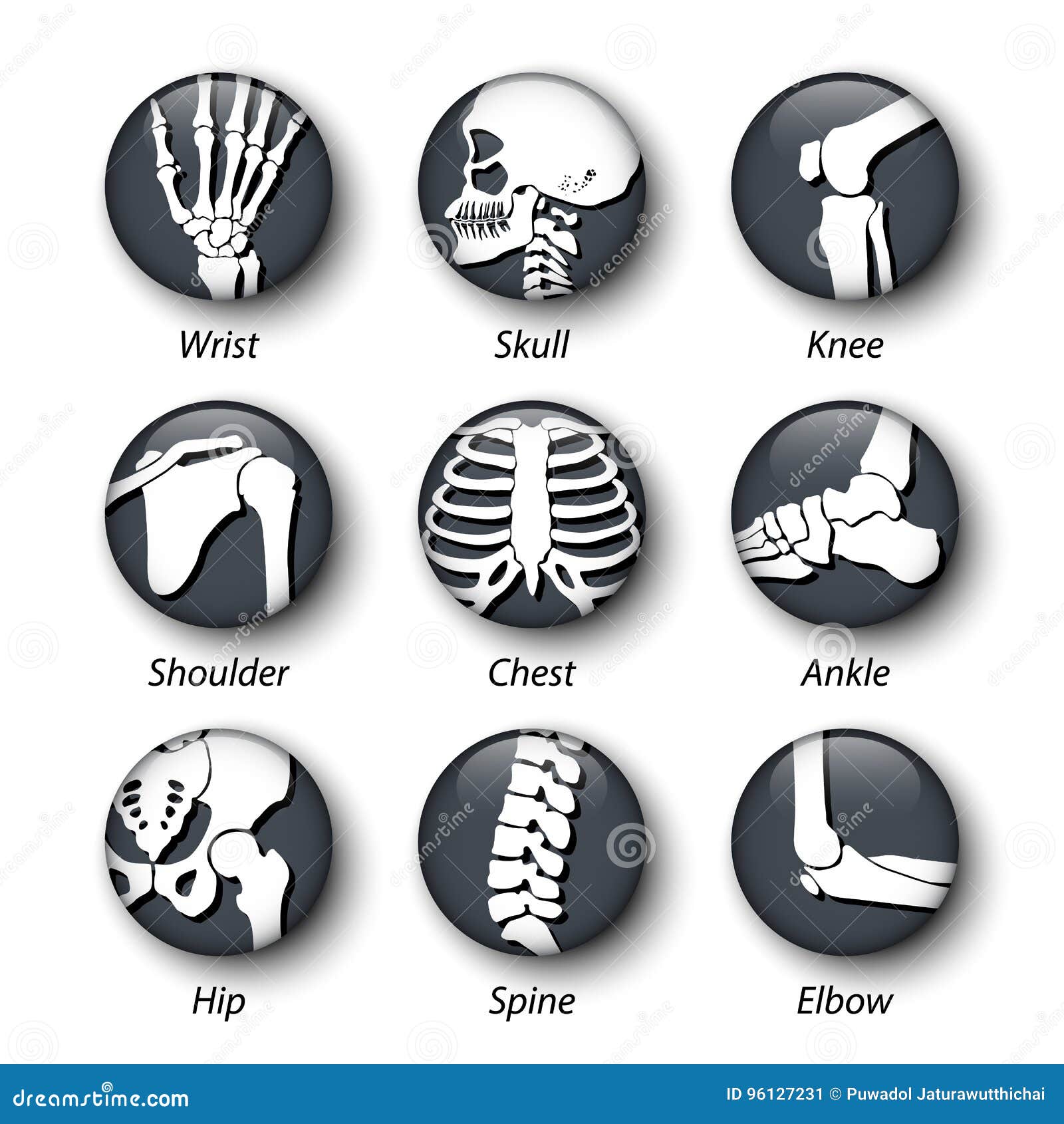 Skeleton System Icon with Bulging Glass Cover . Stock Vector ...