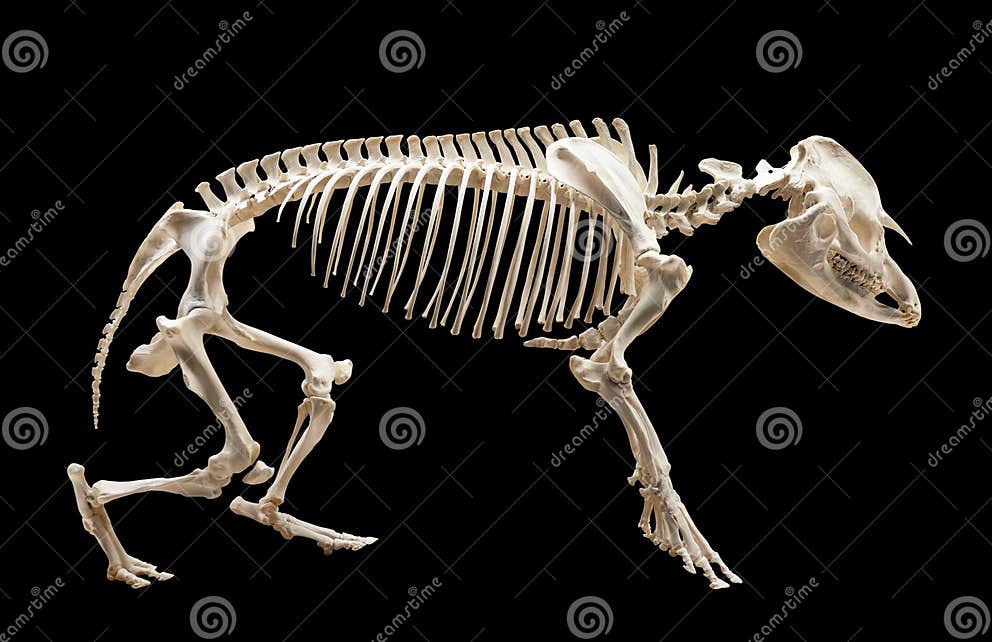 Skeleton of Tapir. Isolated Over Black Stock Image - Image of rake ...