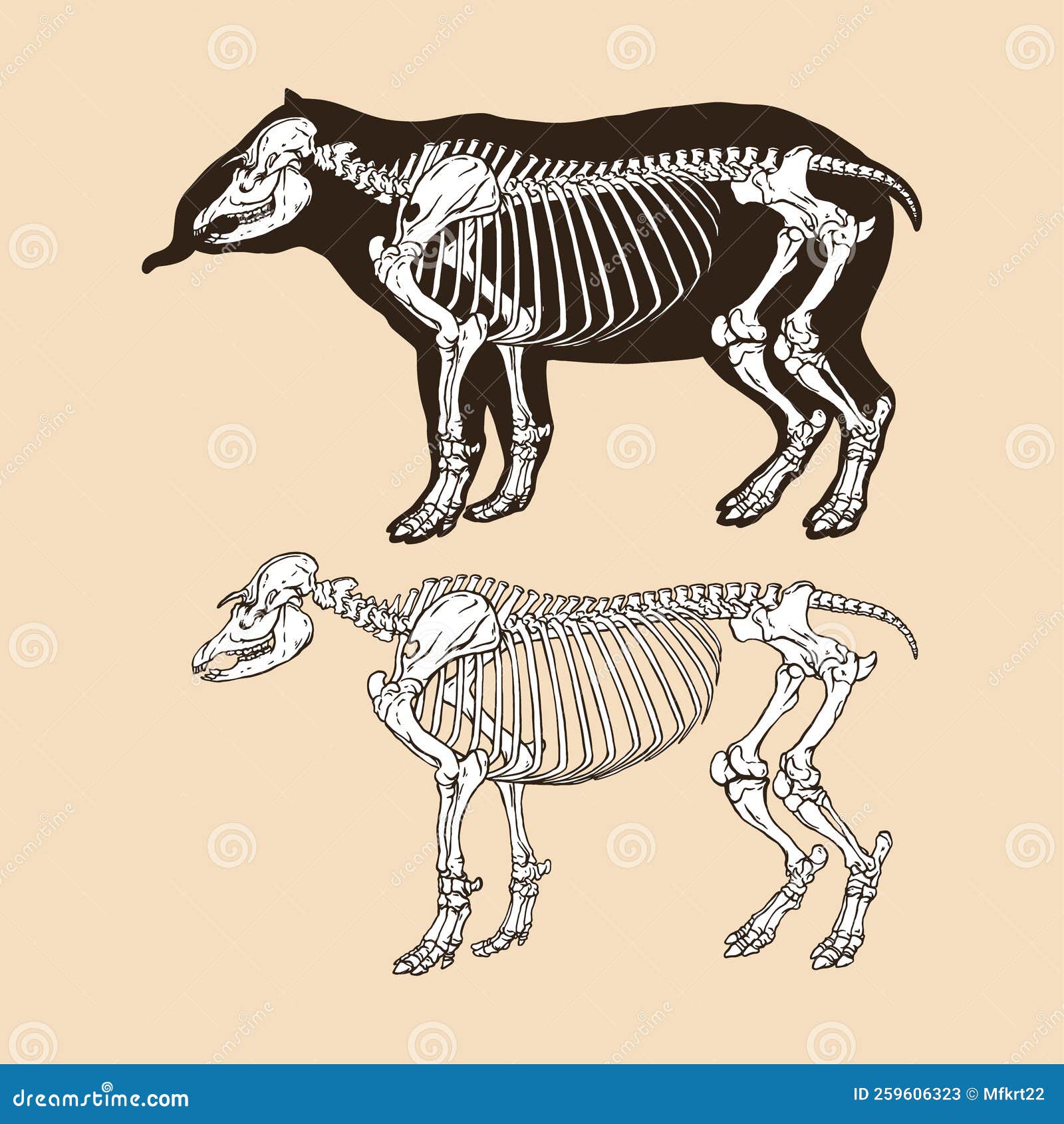 Skeleton Of Endangered Tiger, Panthera Tigris In Profile View Cartoon ...