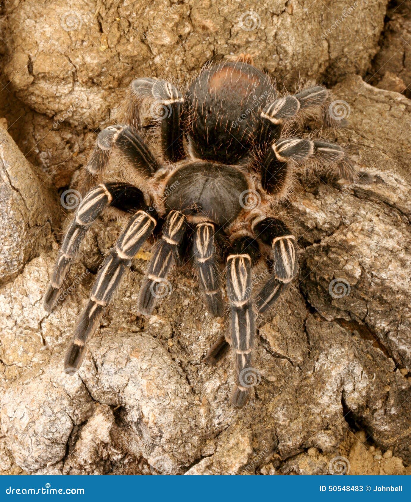 Skeleton Leg Tarantula