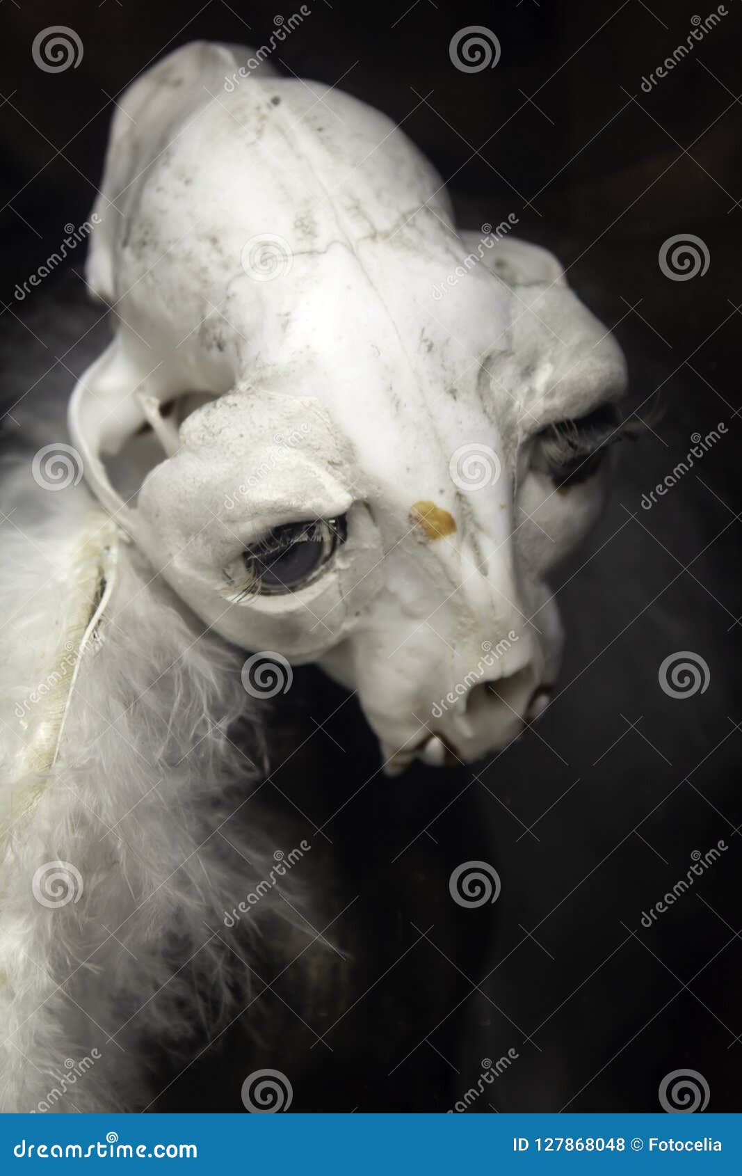 Skeleton of terror animal stock photo. Image of creepy - 127868048