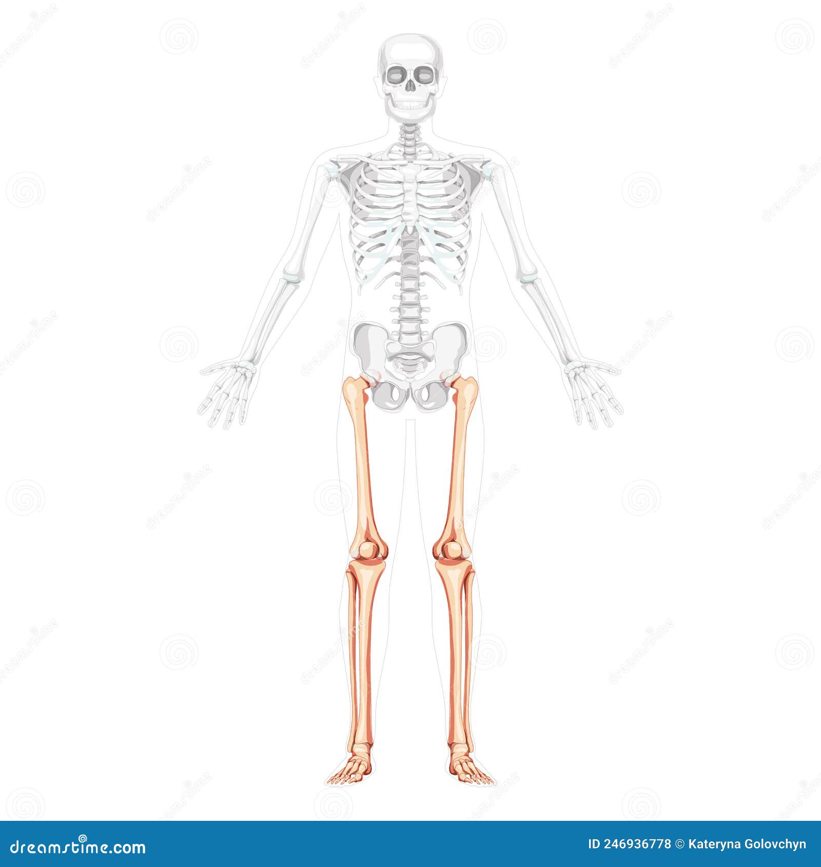 Skeleton Thighs And Legs Lower Limb Human Front View With Partly