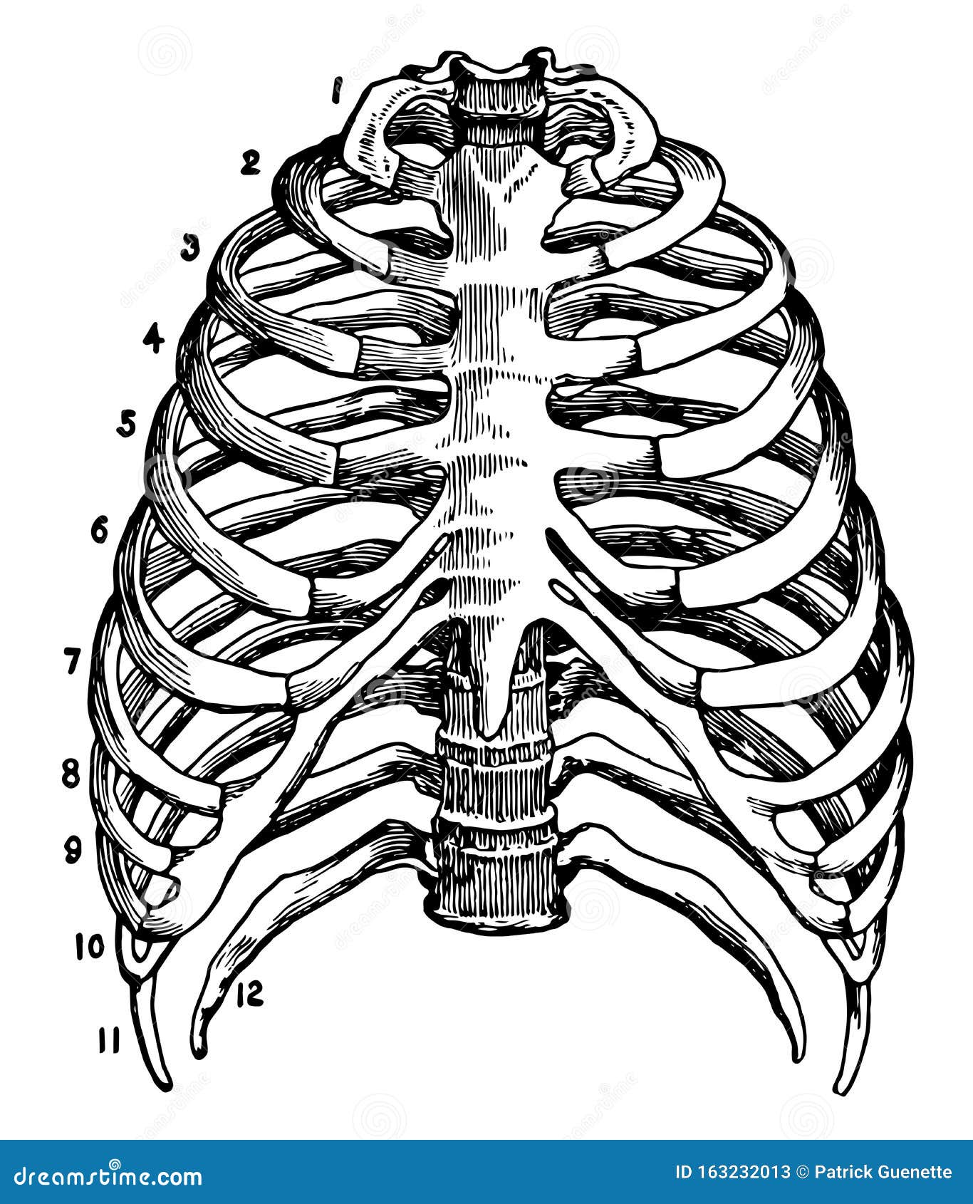 Skeleton Of Thorax Stock Photography | CartoonDealer.com #46788020