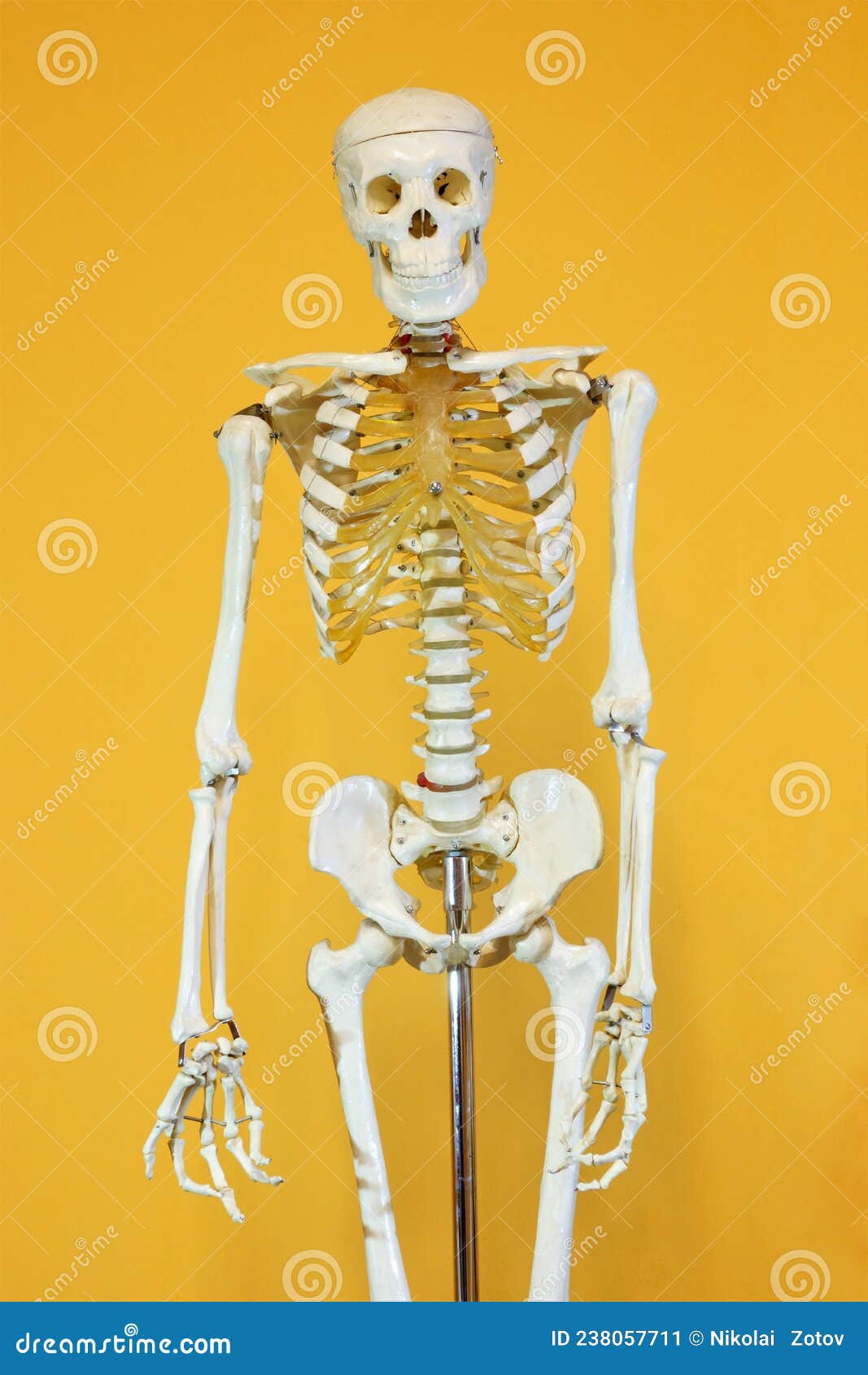 Bones Layout Royalty-Free Stock Photography | CartoonDealer.com #36622415