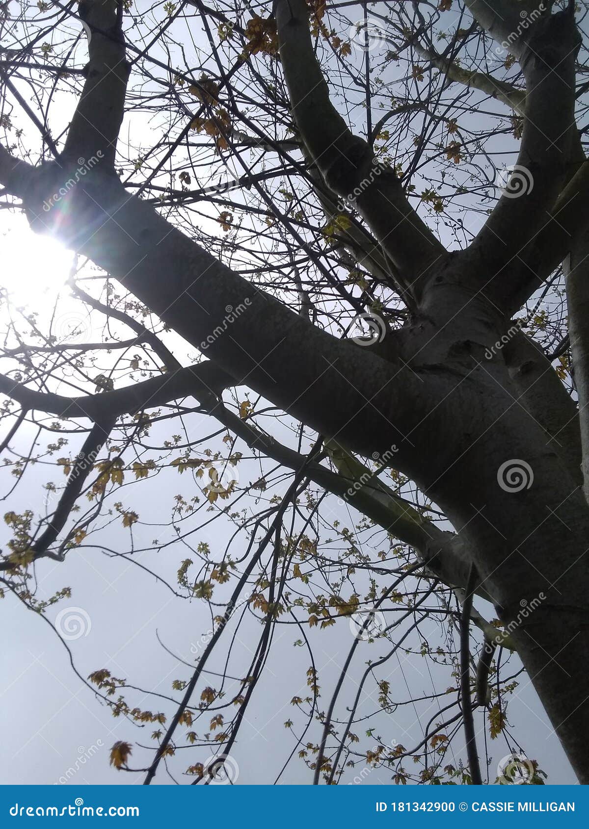 Skeleton of a tree stock photo. Image of snow, nature - 181342900