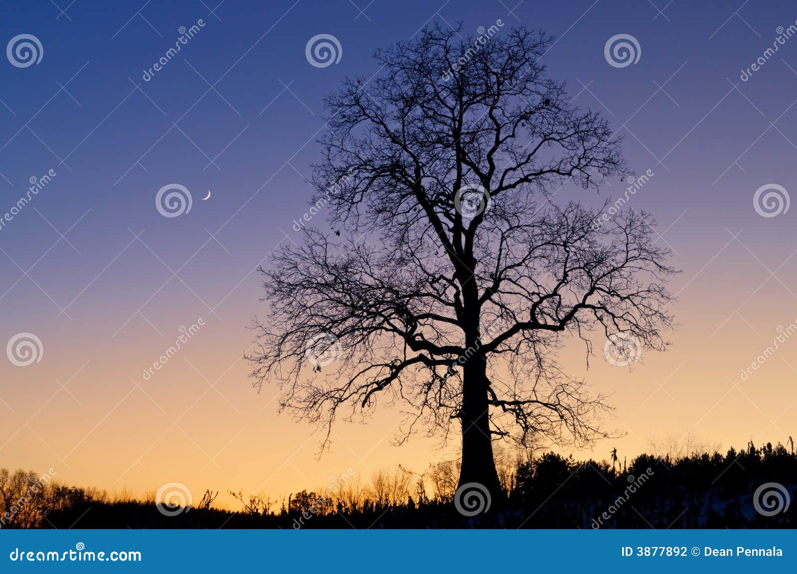 Skeleton Tree Crescent Moon Stock Photos - Free & Royalty-Free Stock ...