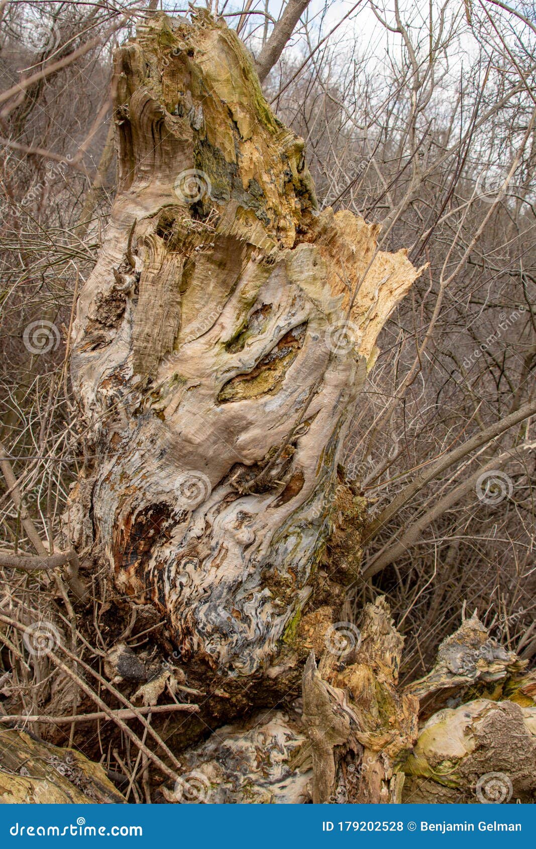 The Skeleton of a Tree Crumbling into Dust Stock Photo - Image of ...