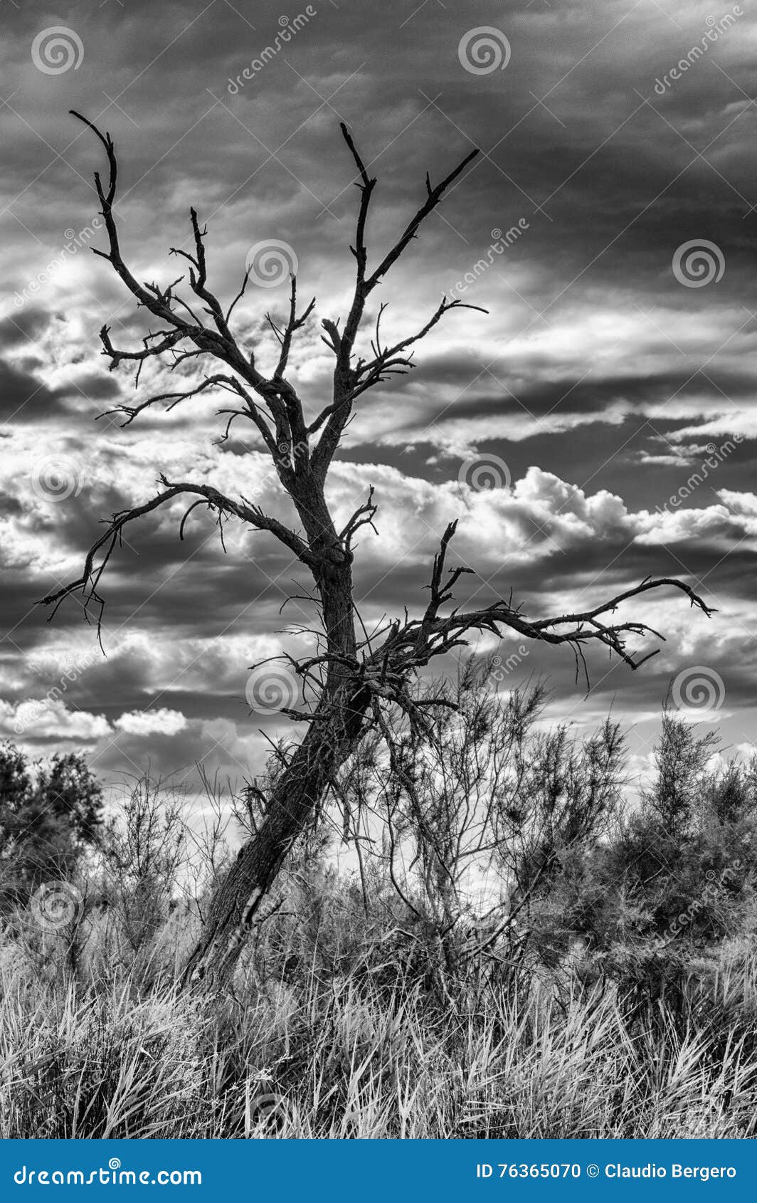 Skeleton Tree Royalty-Free Stock Image | CartoonDealer.com #76365070