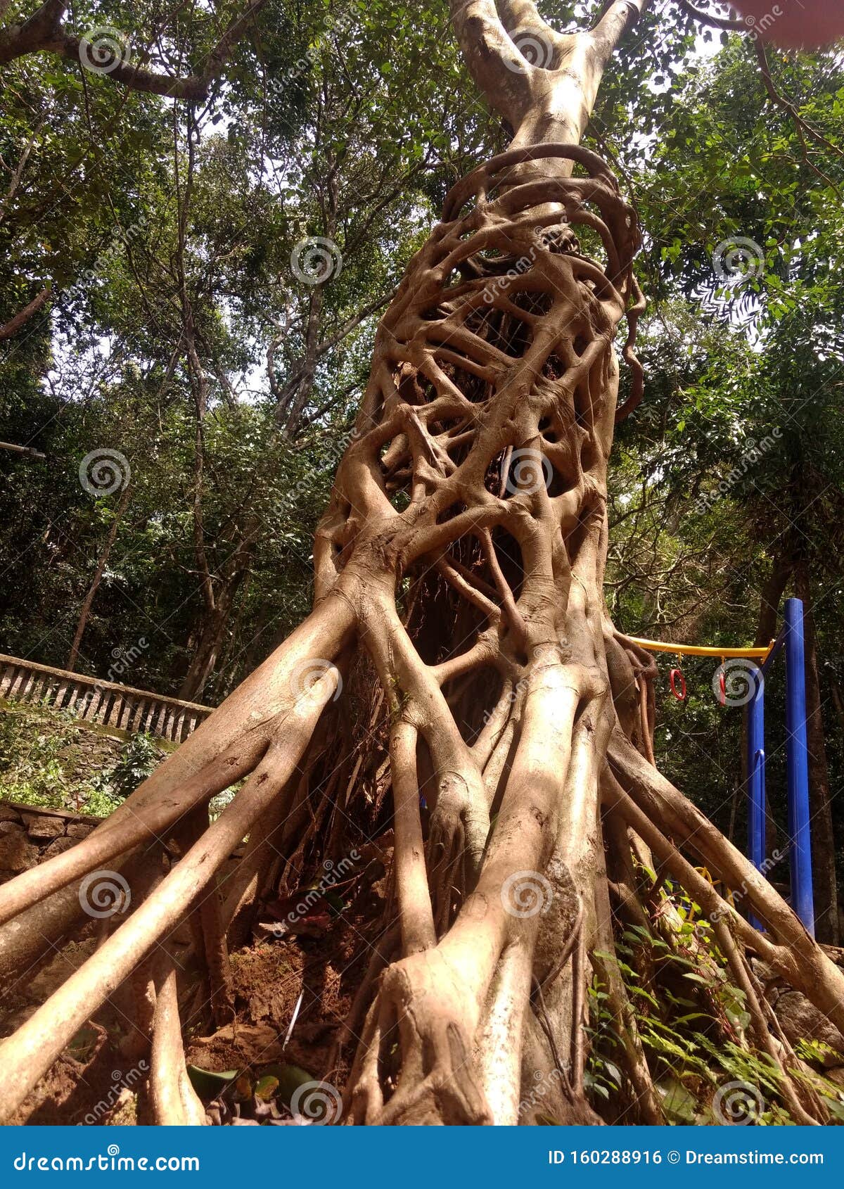 Skeleton Tree Royalty-Free Stock Image | CartoonDealer.com #76365070